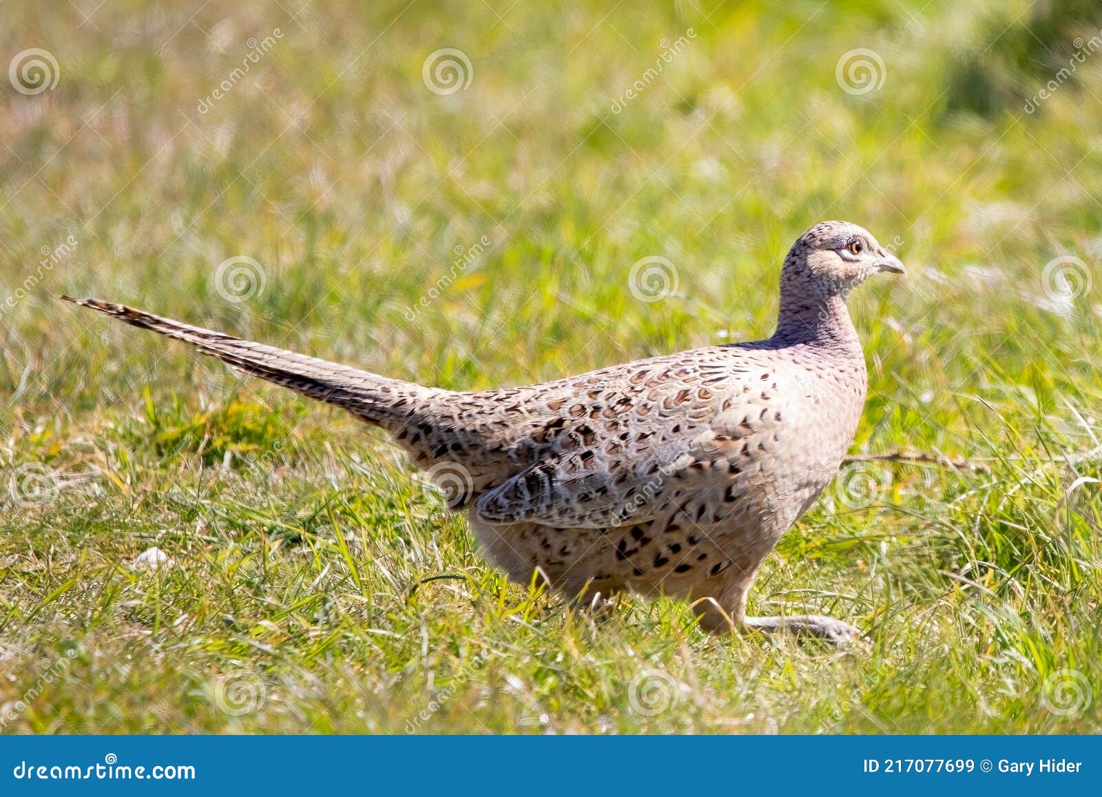 A Pheasant Hen Walking through a Meadow Stock Image - Image of grass ...