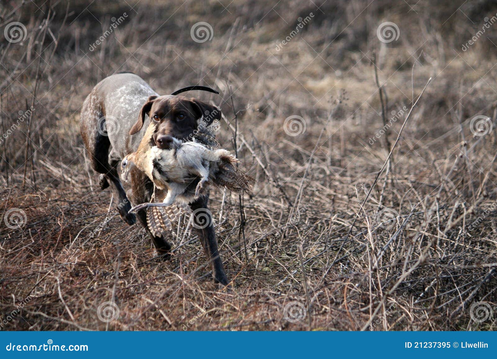 A pheasant and his dog stock image. Image of deutsch - 21237395