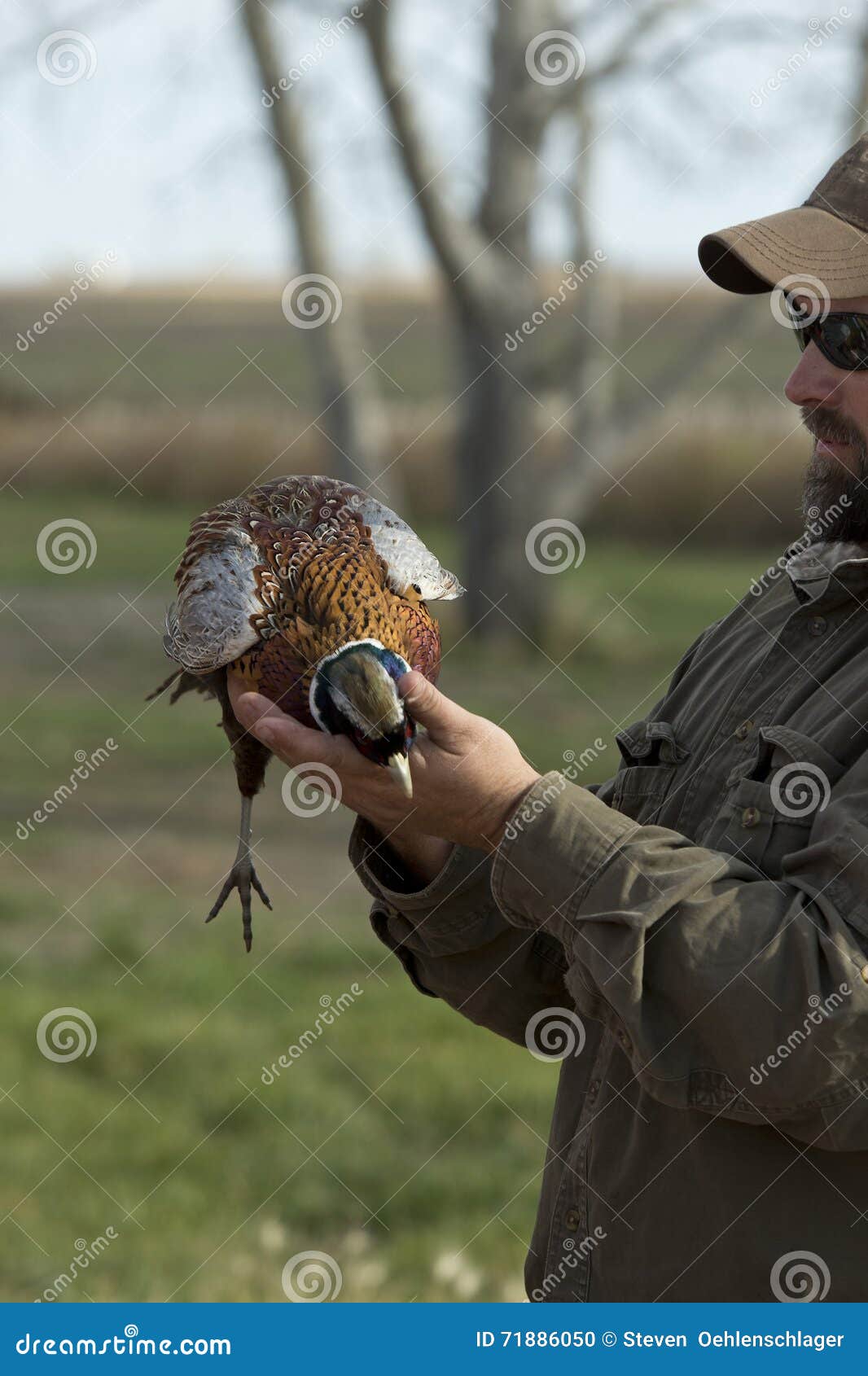 Pheasant Hunter stock photo. Image of rooster, ring, ringneck - 71886050
