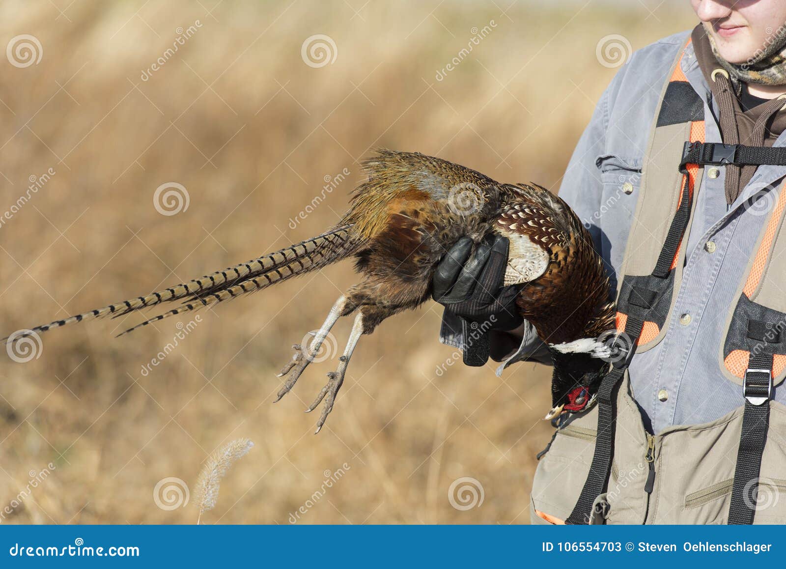 A Pheasant Hunter in South Dakota Stock Image - Image of hunting, north ...