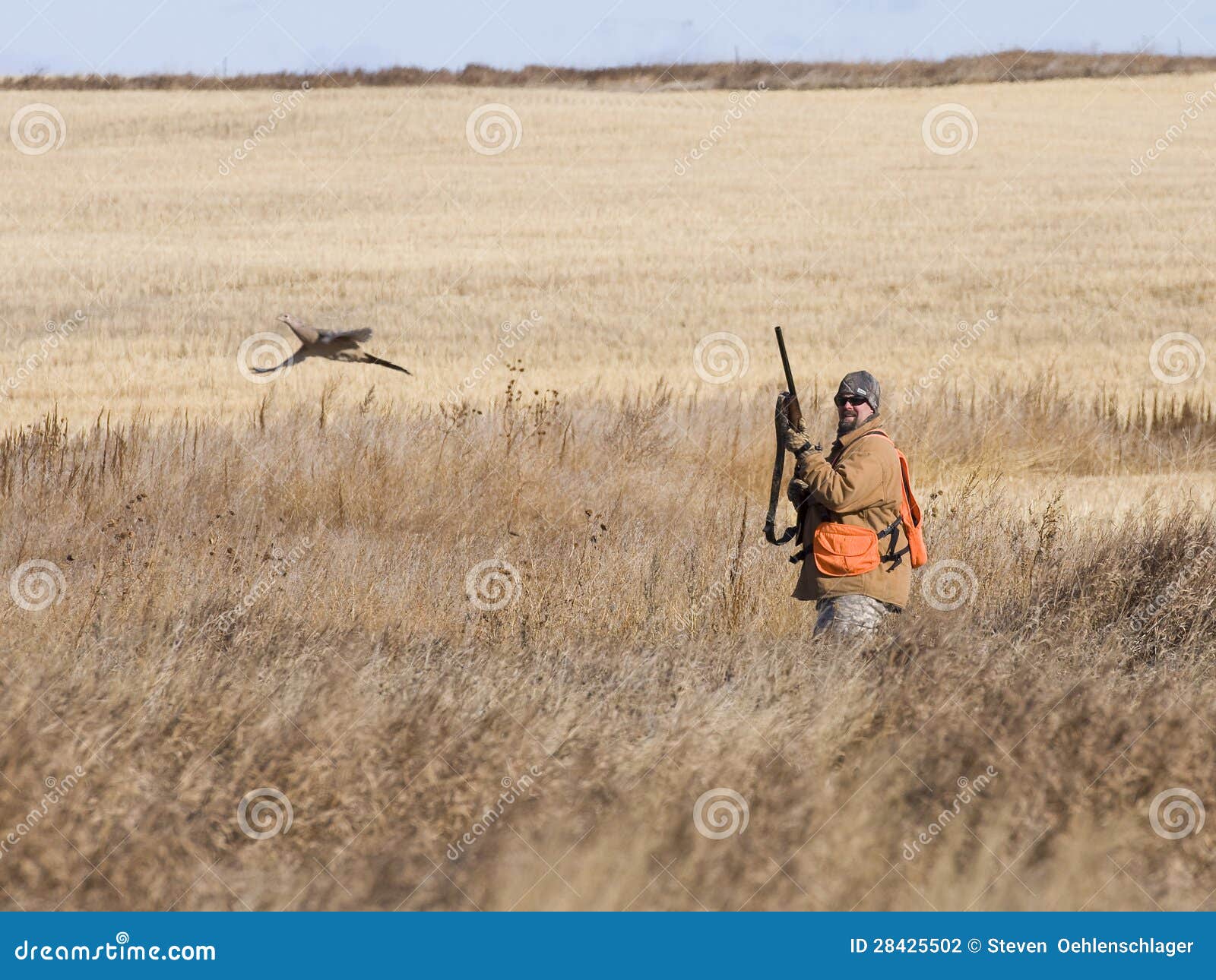 Pheasant Hunting stock photo. Image of waterfowl, ringneck - 28425502