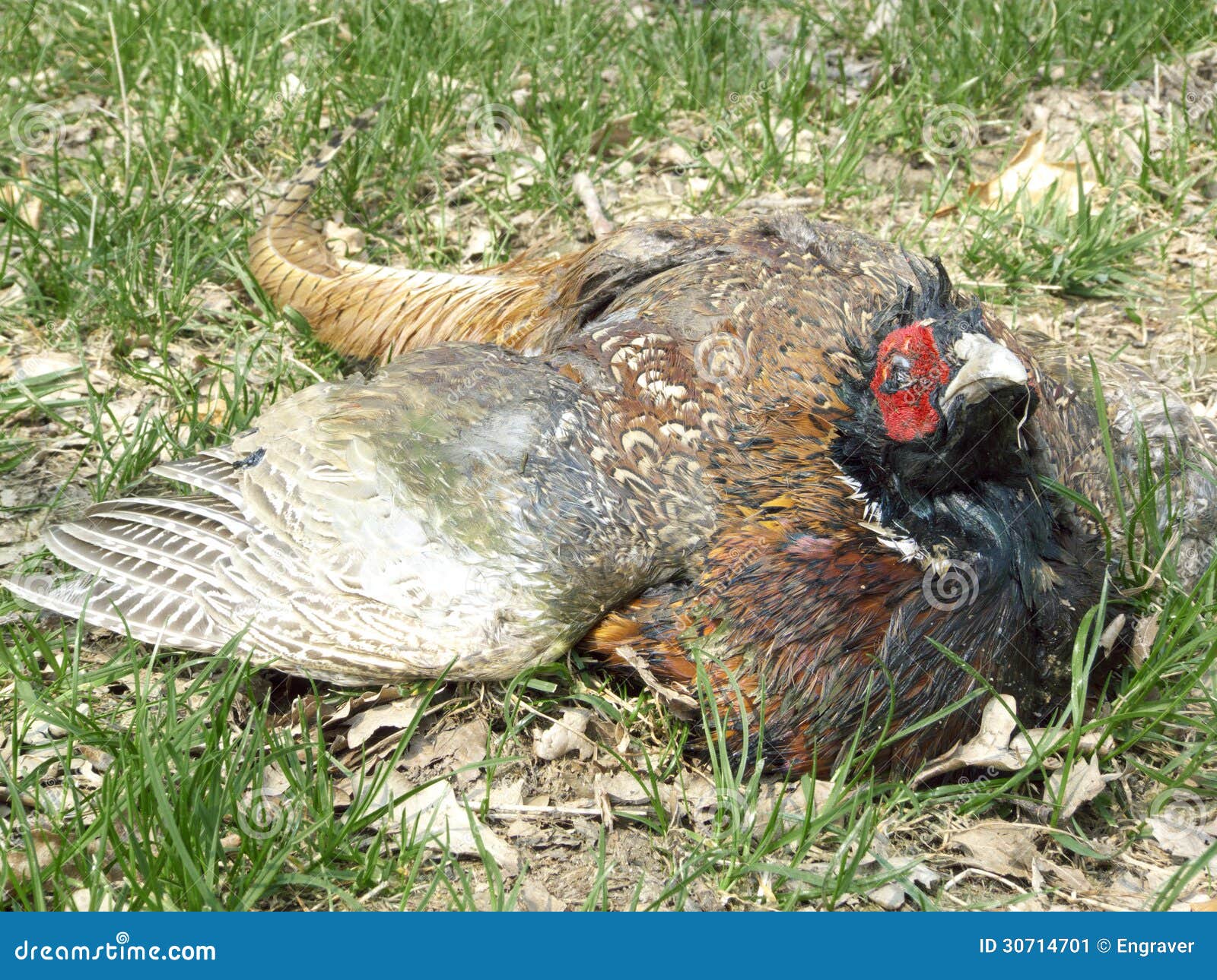 Pheasant hunting dead stock image. Image of track, adult - 30714701