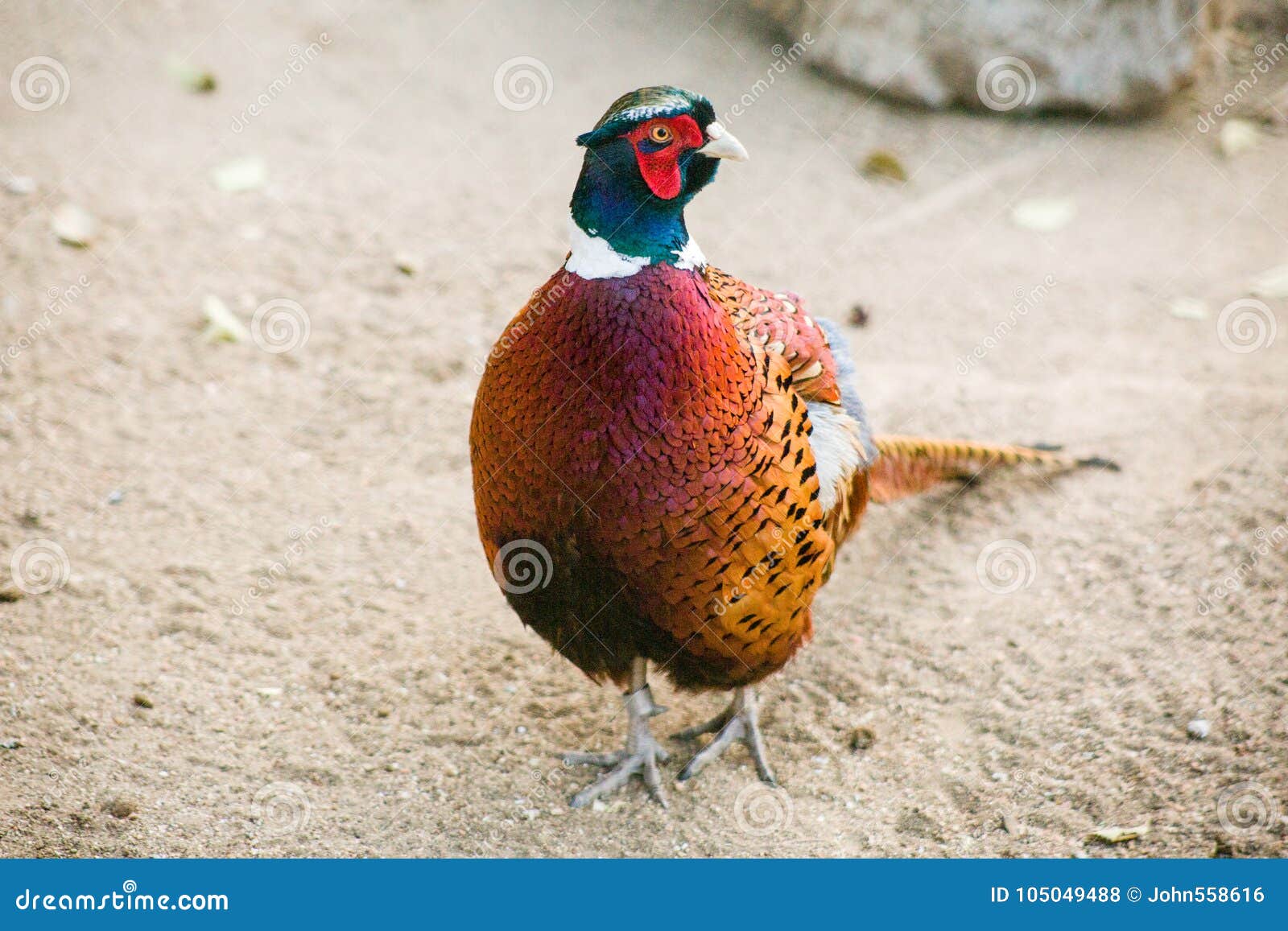 Pheasant stock photo. Image of grassland, france, field - 105049488