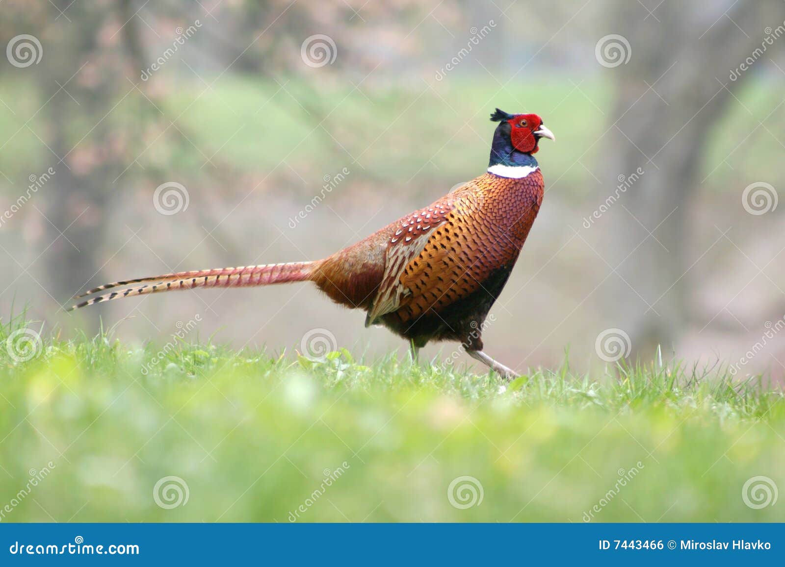 Pheasant male stock photo. Image of nature, bird, beak - 7443466