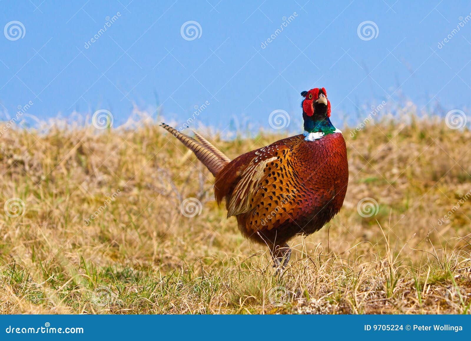 Pheasant male stock photo. Image of galliformes, grassland - 9705224