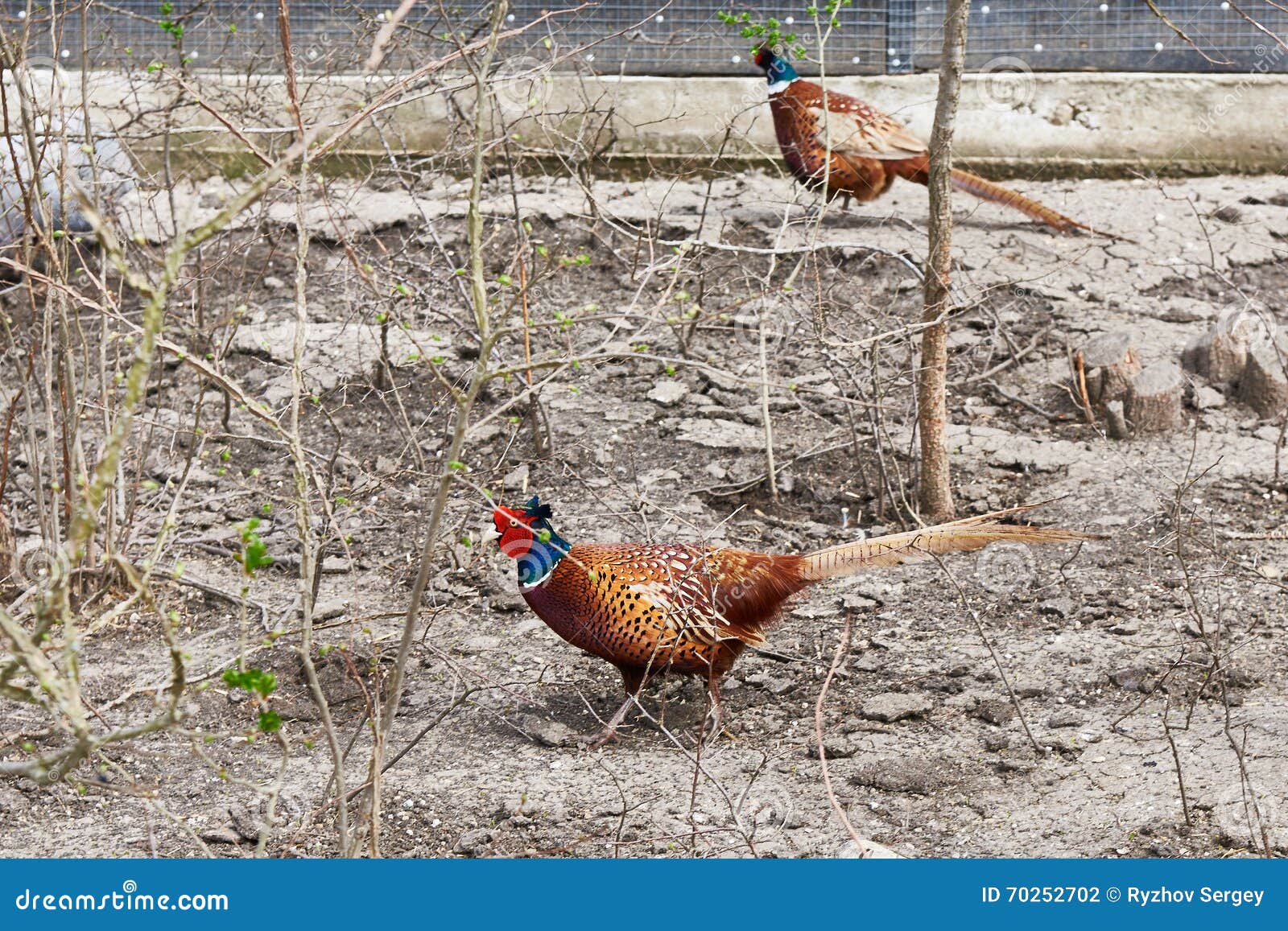 Pheasant Male on Birds Farm Stock Photo - Image of farm, posture: 70252702