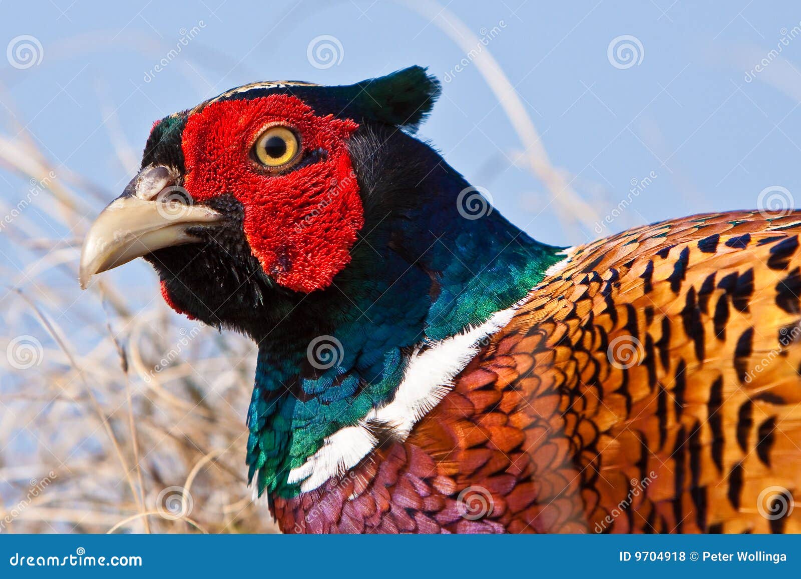 Pheasant Male Closeup Royalty Free Stock Photos - Image: 9704918