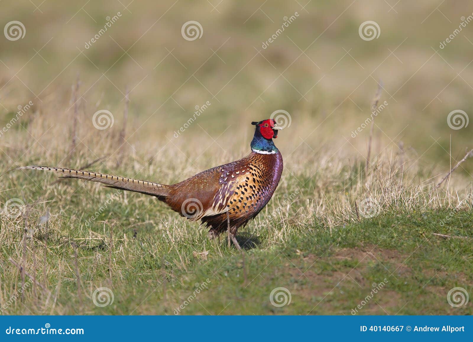 Pheasant stock image. Image of animal, phasianus, grassland - 40140667