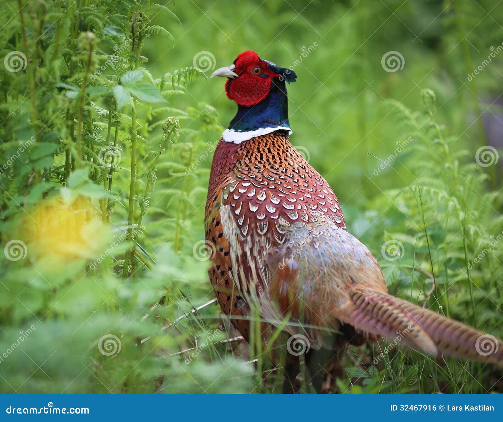 Pheasant stock photo. Image of bird, male, nature, grass - 32467916