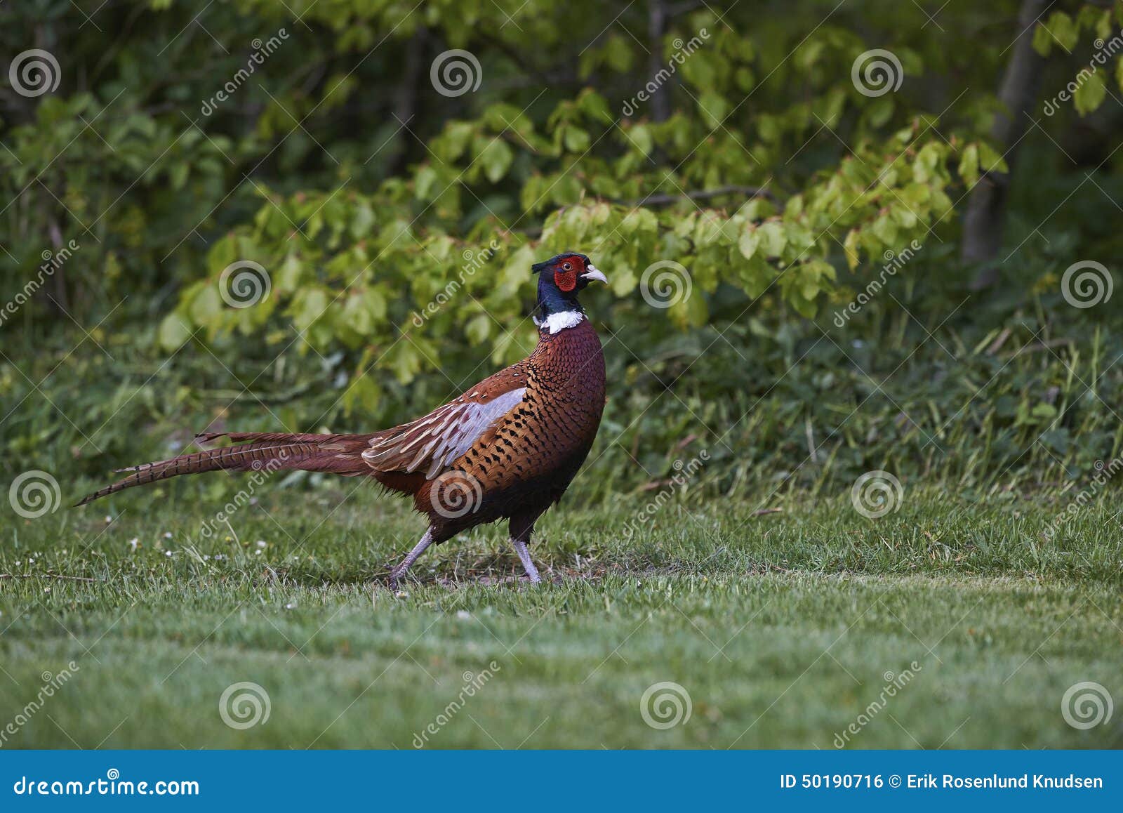 Pheasant, male stock photo. Image of colchicus, grass - 50190716