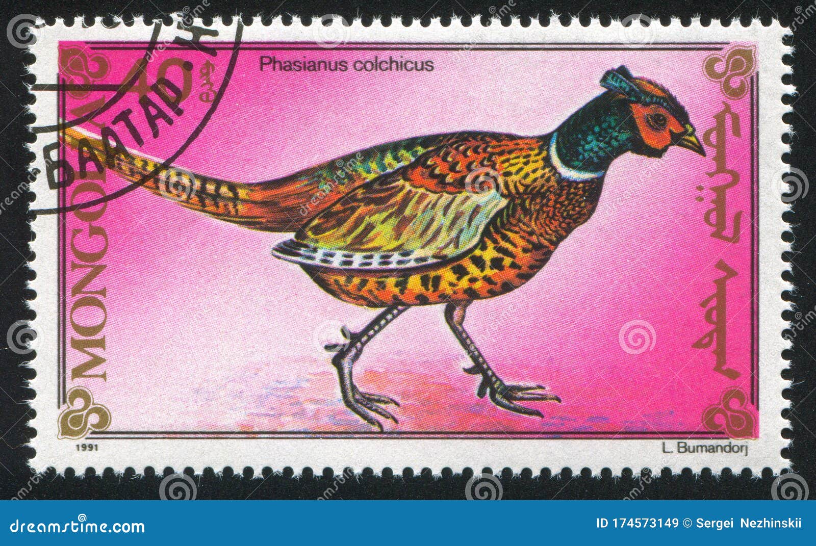 Pheasant editorial stock image. Image of postage, wild - 174573149