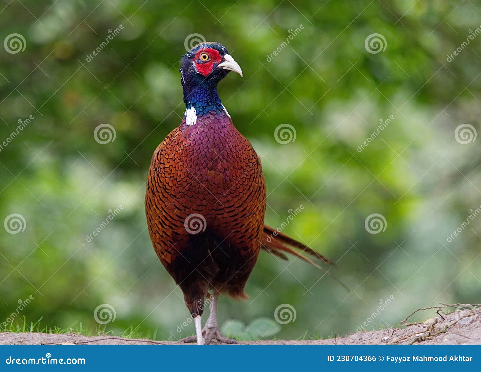 Pheasant stock photo. Image of prairie, beak, falcon - 230704366