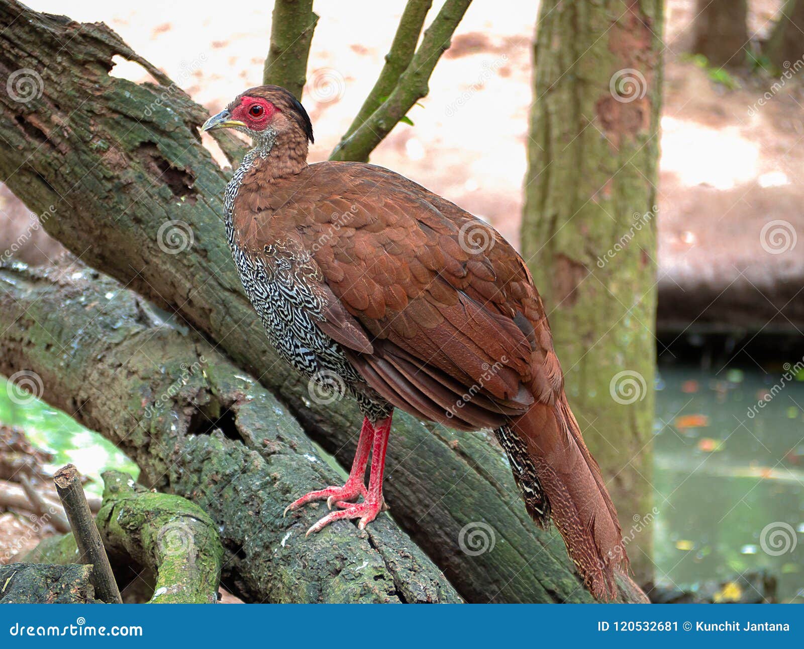 Pheasant, Phasianus Colchicus. Stock Image - Image of lawn, pheasant ...