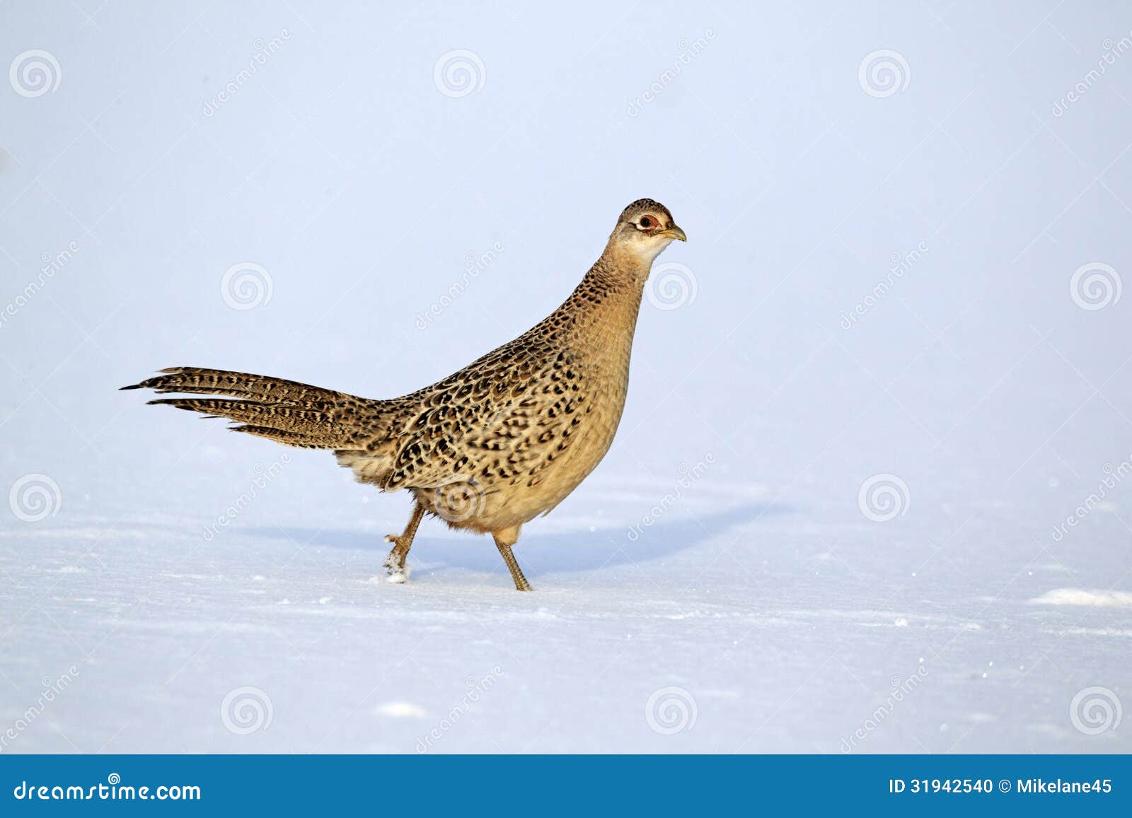 Pheasant, Phasianus Colchicus Stock Photo - Image of frozen, nature ...