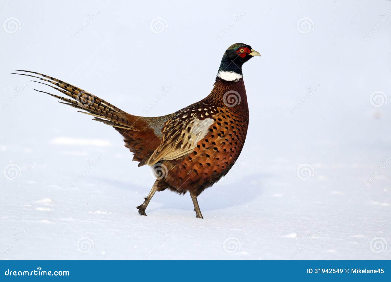 Pheasant, Phasianus Colchicus Stock Image - Image of wildlife, frozen ...