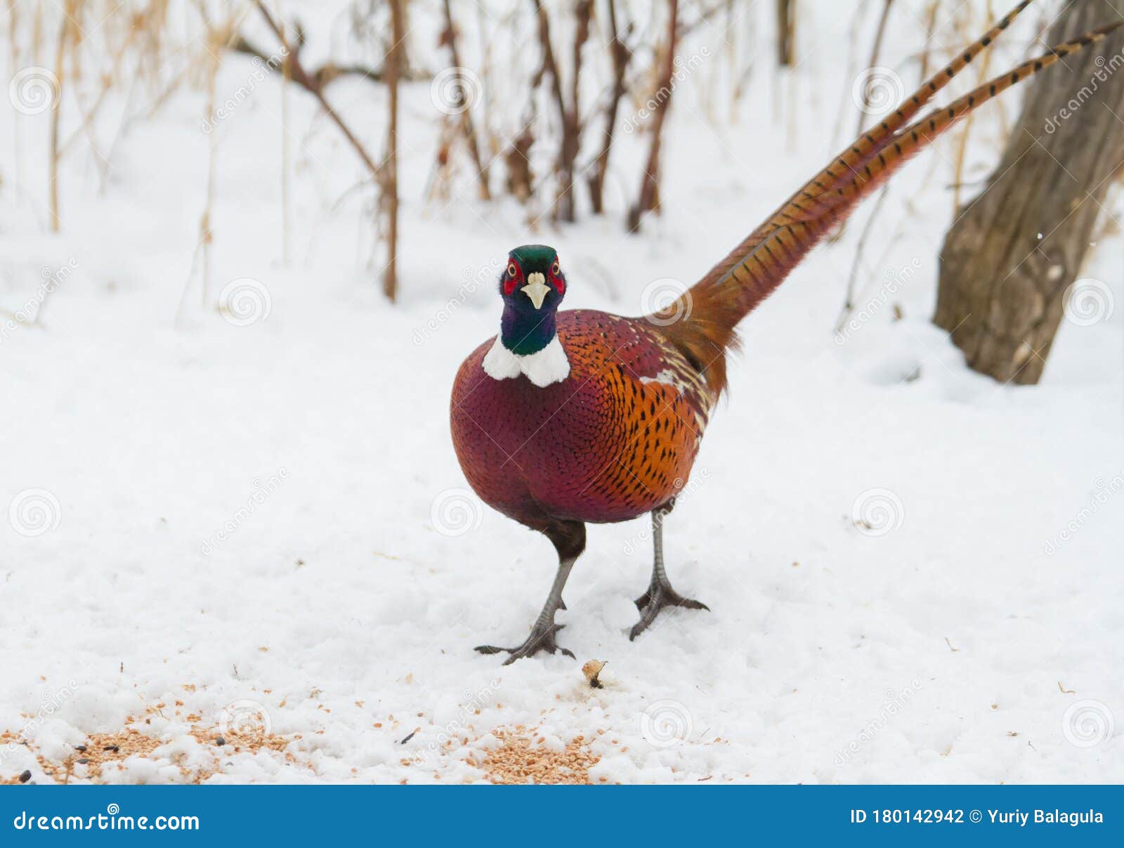 Pheasant, Phasianus. a Male Bird Stands in the Snow Stock Photo - Image ...