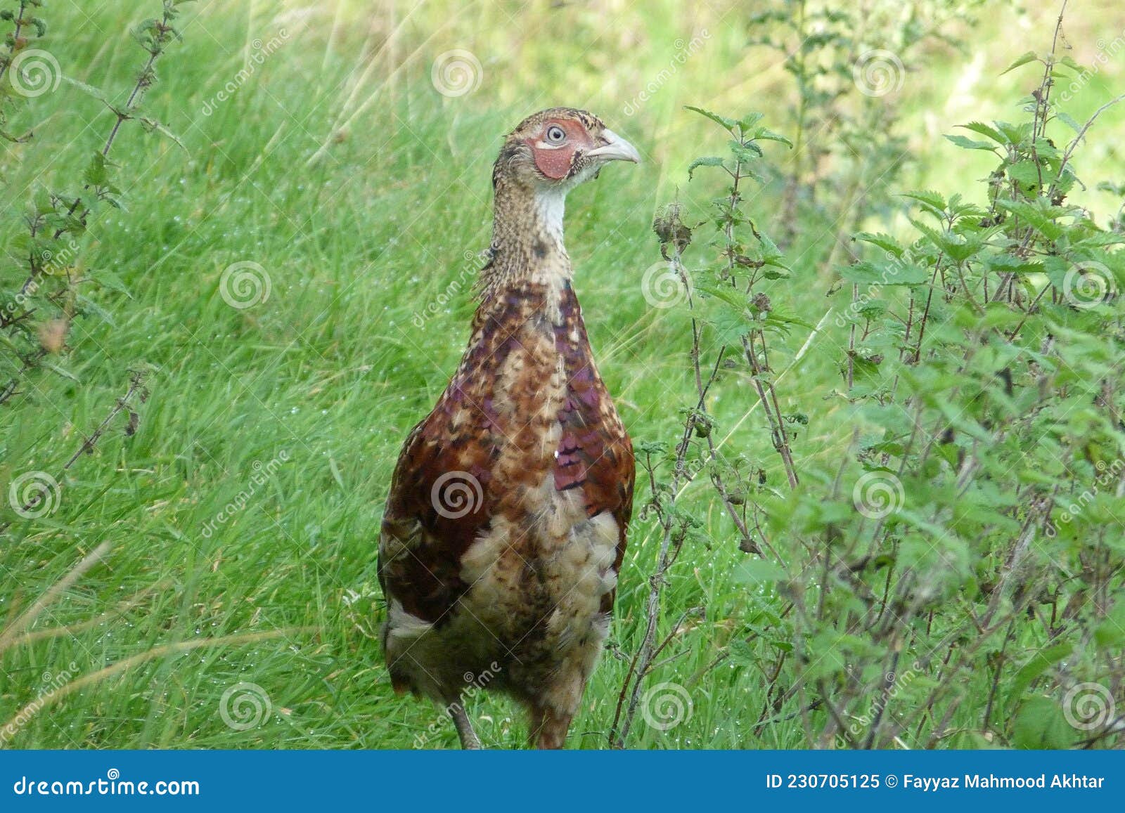 Pheasant stock image. Image of feather, prairie, eared - 230705125