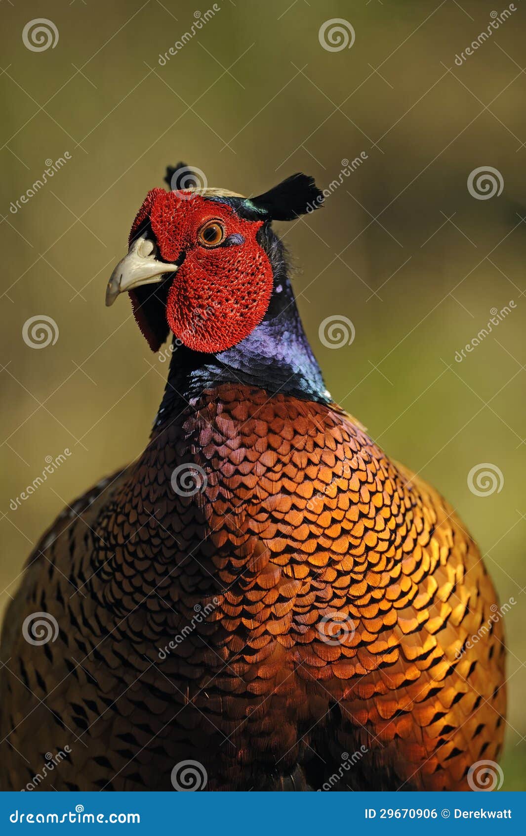 Pheasant portrait stock photo. Image of brown, colorful - 29670906