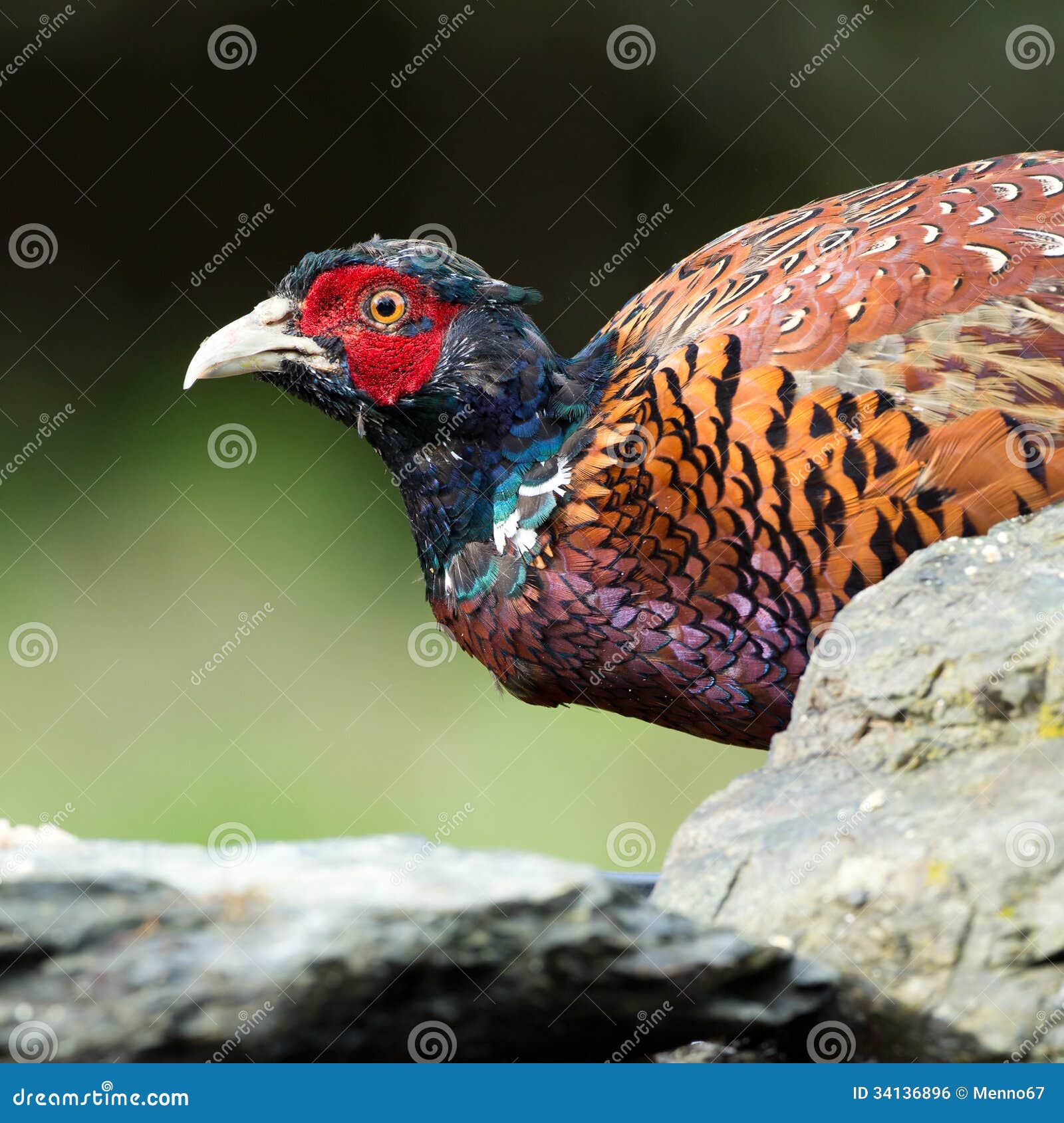 Pheasant stock photo. Image of phasianus, nature, evening - 34136896