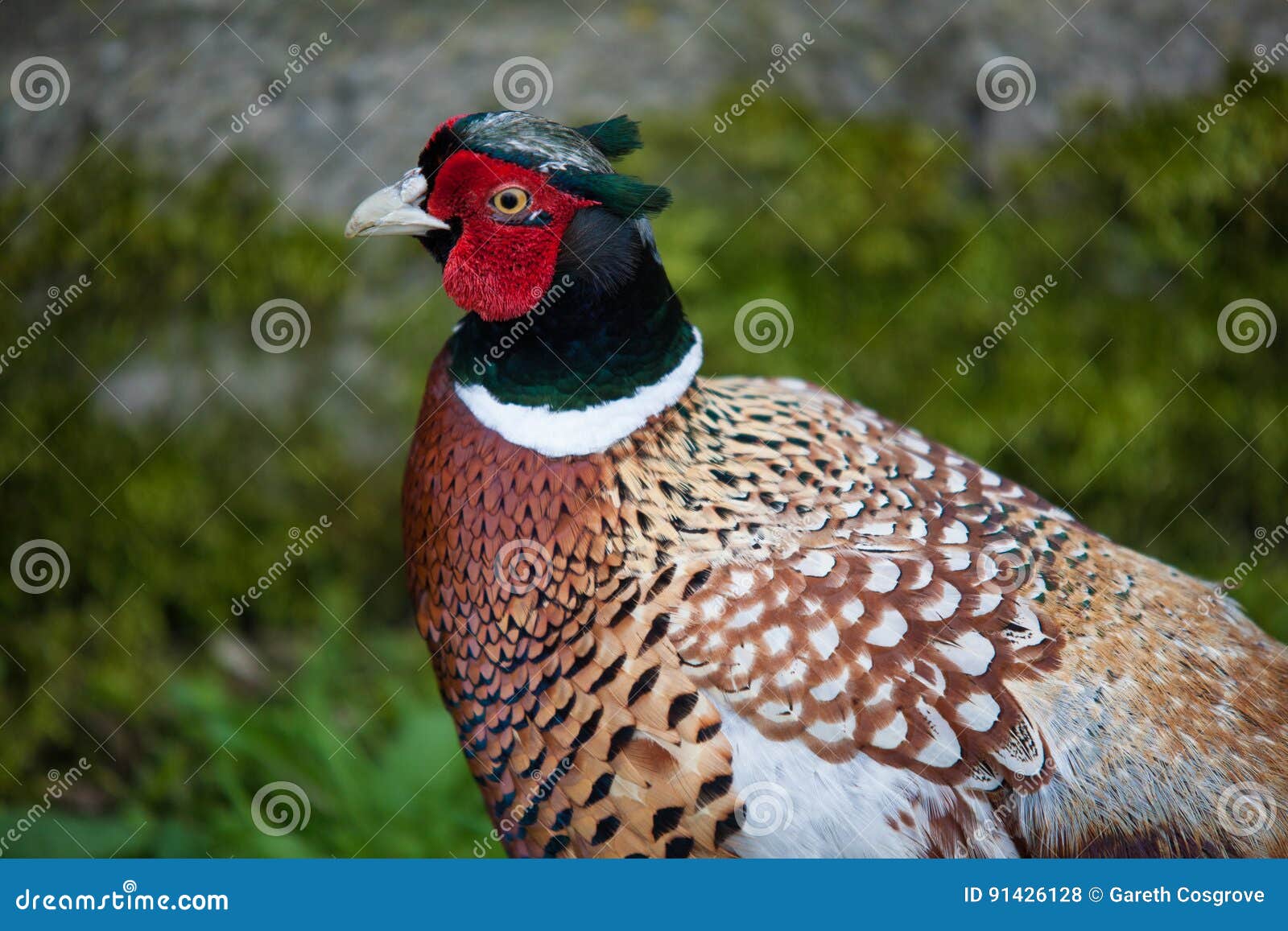 Pheasant portrait stock photo. Image of portrait, face - 91426128