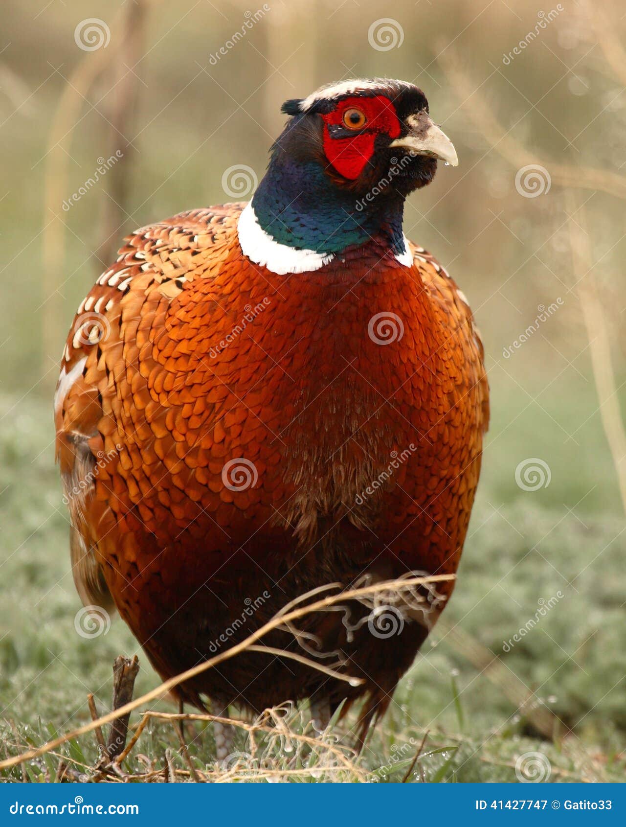 Pheasant Portrait stock image. Image of pheasant, natural - 41427747