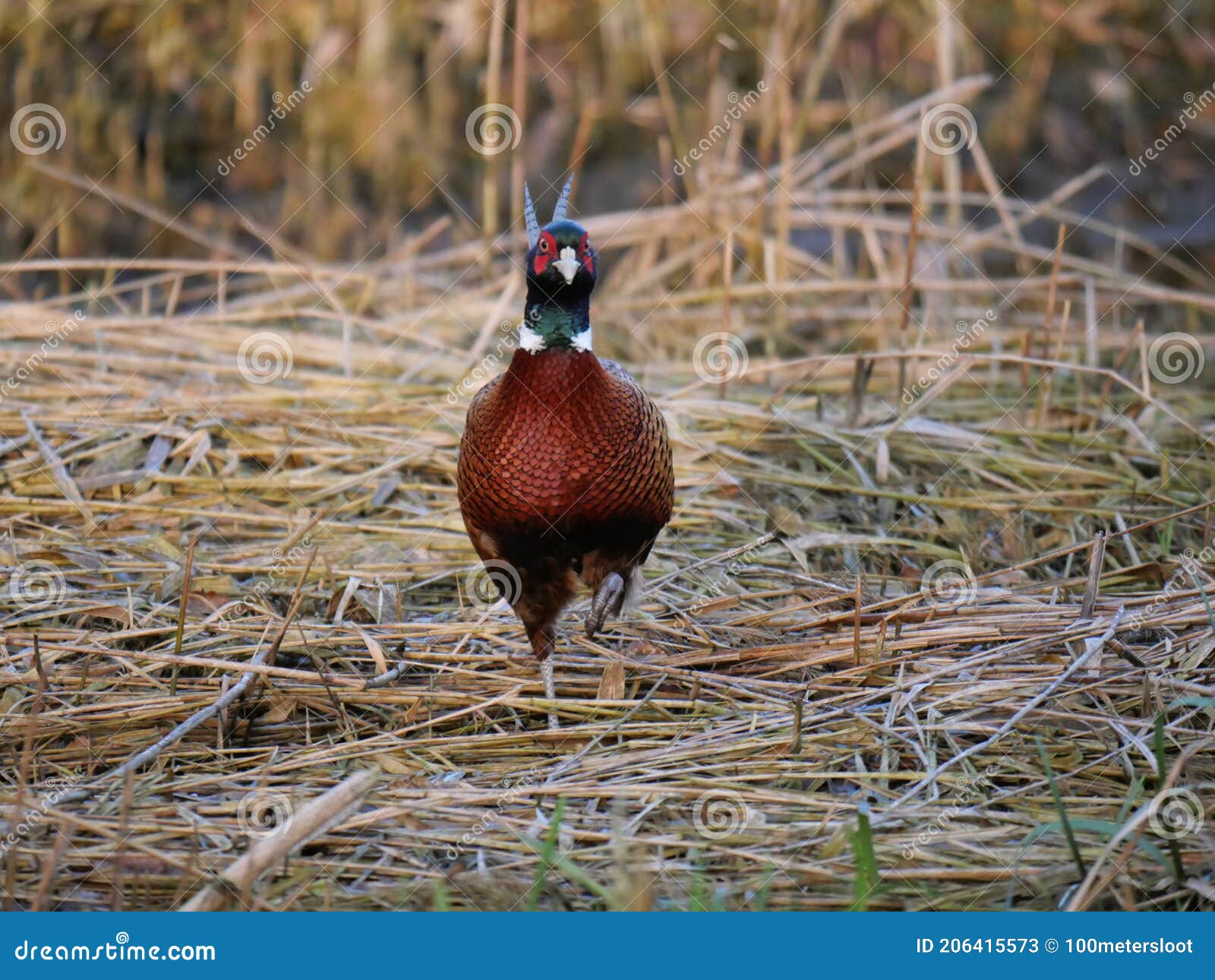 Pheasant on the run stock image. Image of wildlife, plant - 206415573