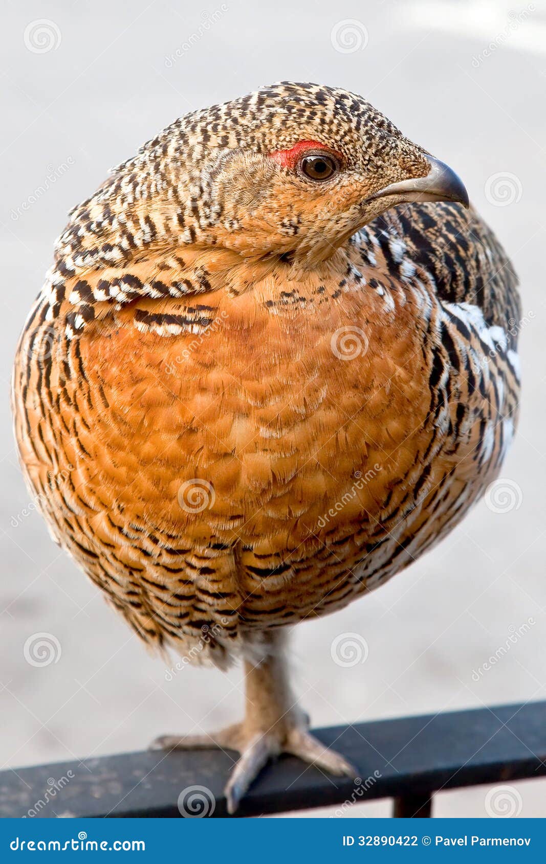 Pheasant Resting on One Leg Stock Photo - Image of animal, head: 32890422