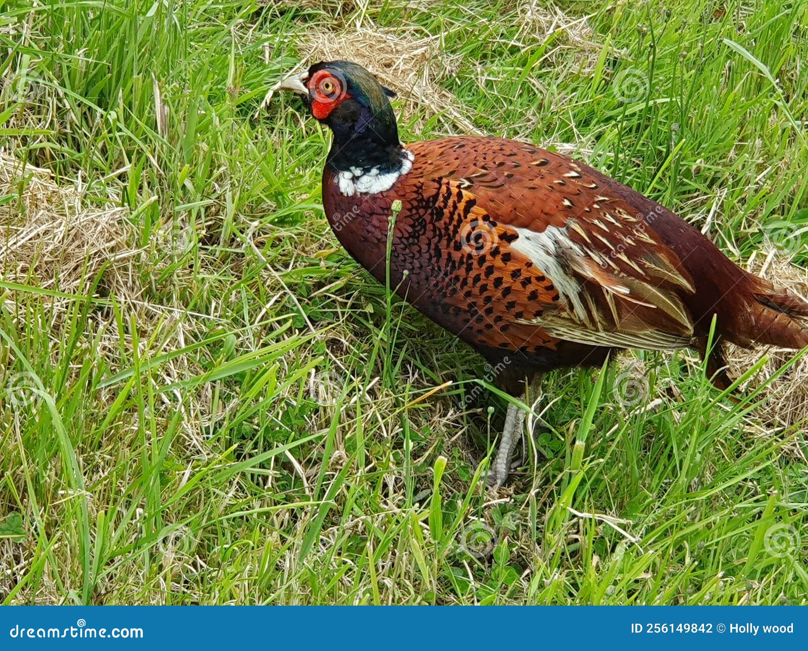 Pheasant roams around stock photo. Image of wildlife - 256149842