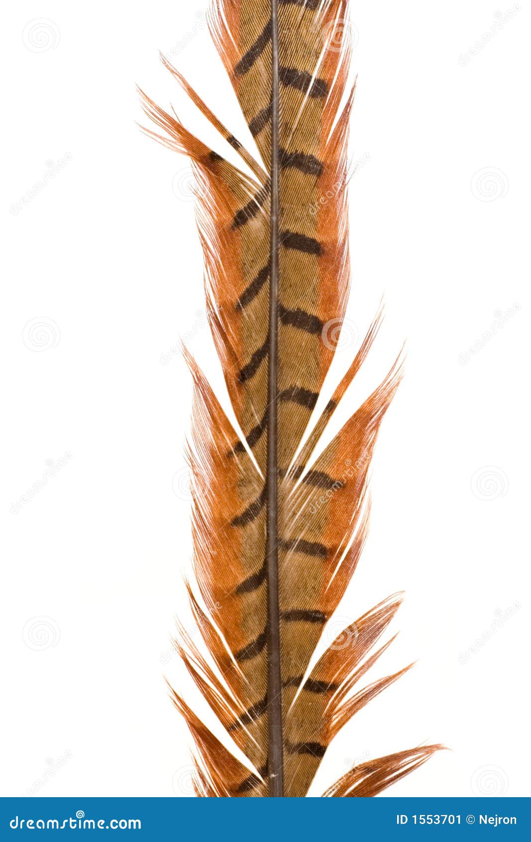 Pheasant s feather stock image. Image of stripes, feathering - 1553701