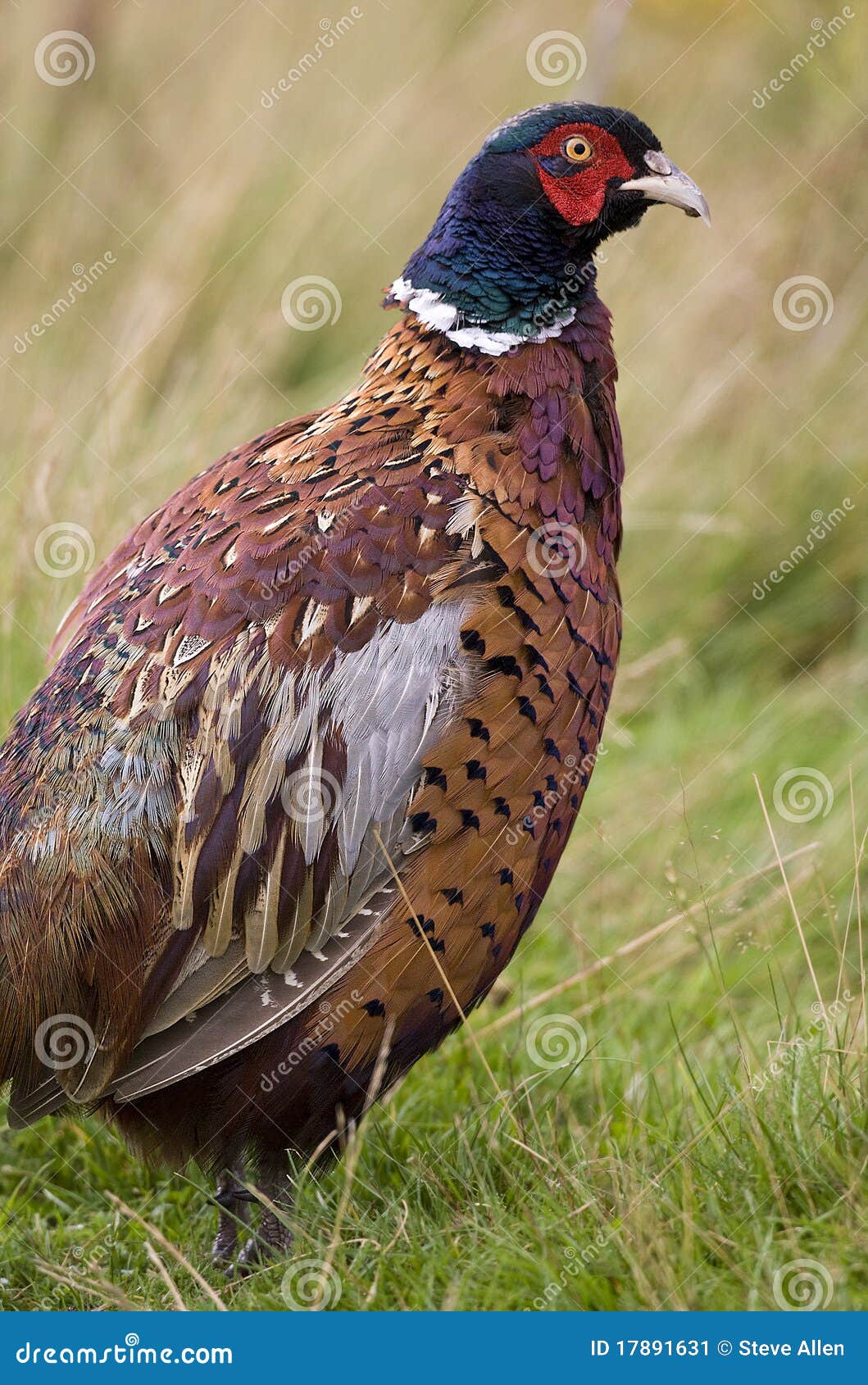 Pheasant in the Scottish Highlands Stock Image - Image of wild ...