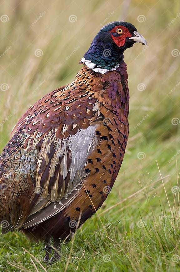 Pheasant in the Scottish Highlands Stock Image - Image of wild ...