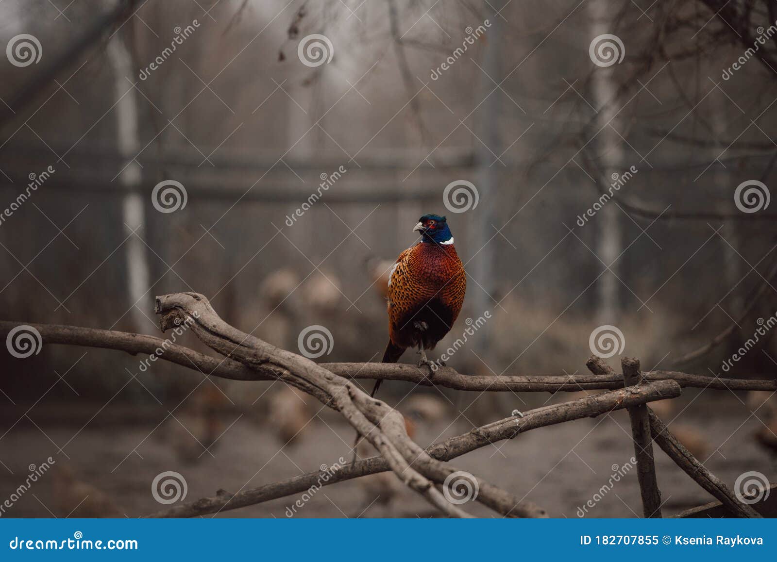 Pheasant Bird Sitting on Tree Branches Outdoors Stock Image - Image of ...
