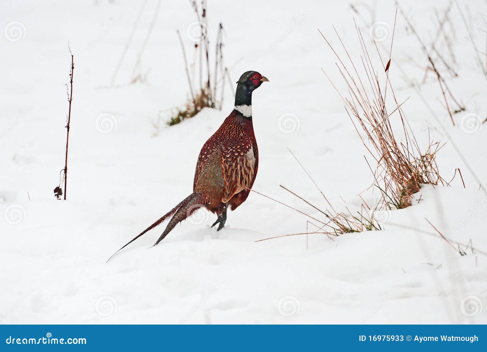 1,298 Pheasant Snow Stock Photos - Free & Royalty-Free Stock Photos ...