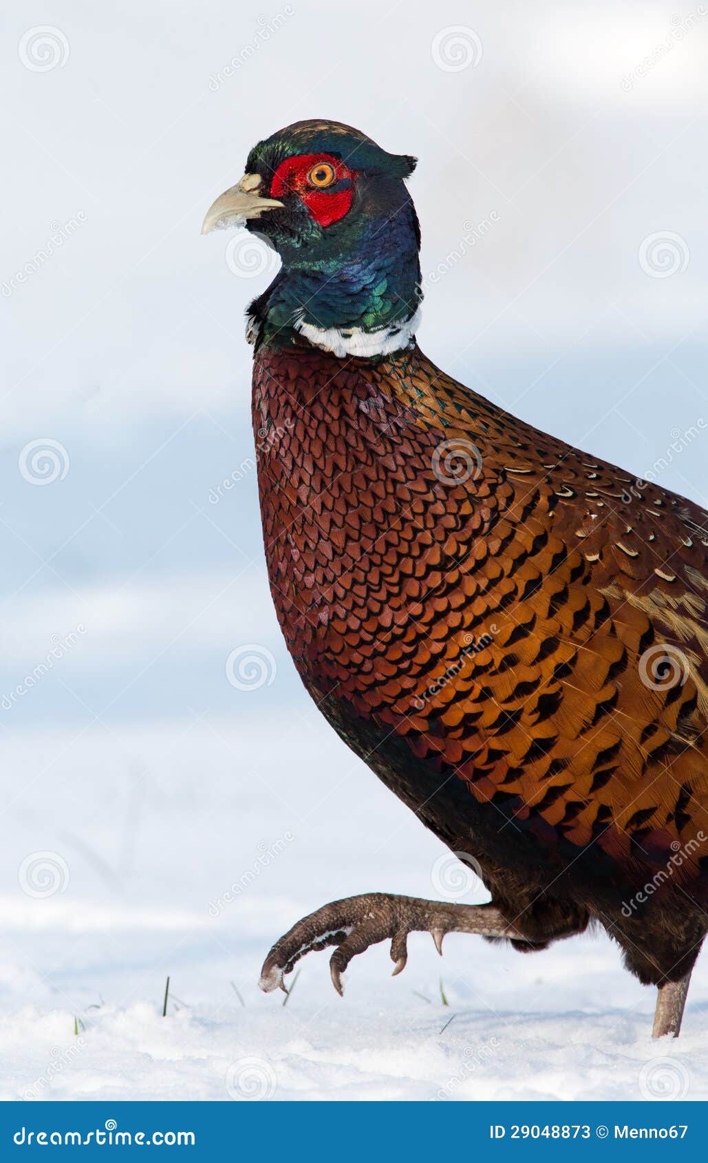 Pheasant in the snow stock image. Image of wildlife, fauna - 29048873