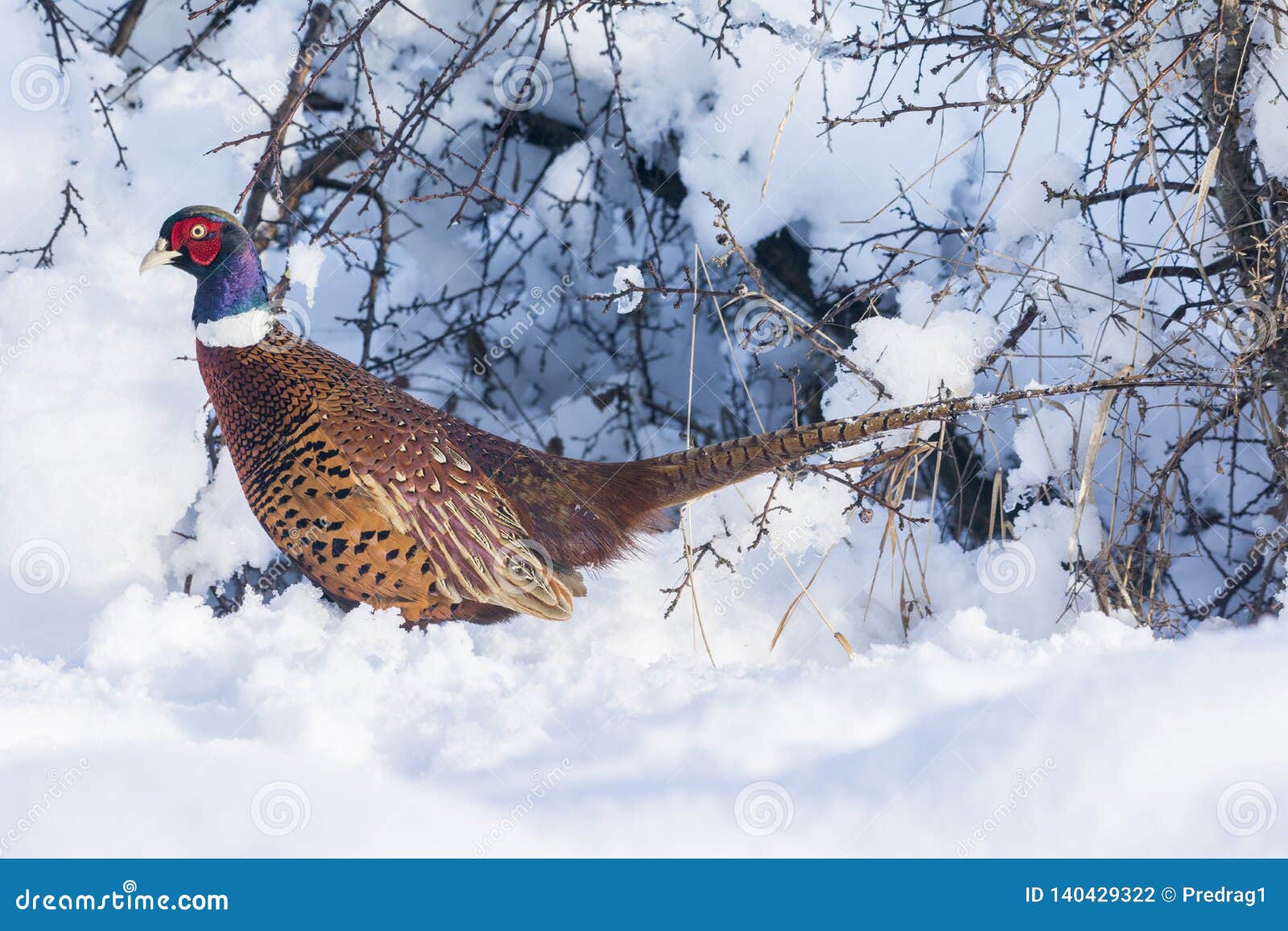 Pheasant on the snow stock photo. Image of phasianus - 140429322
