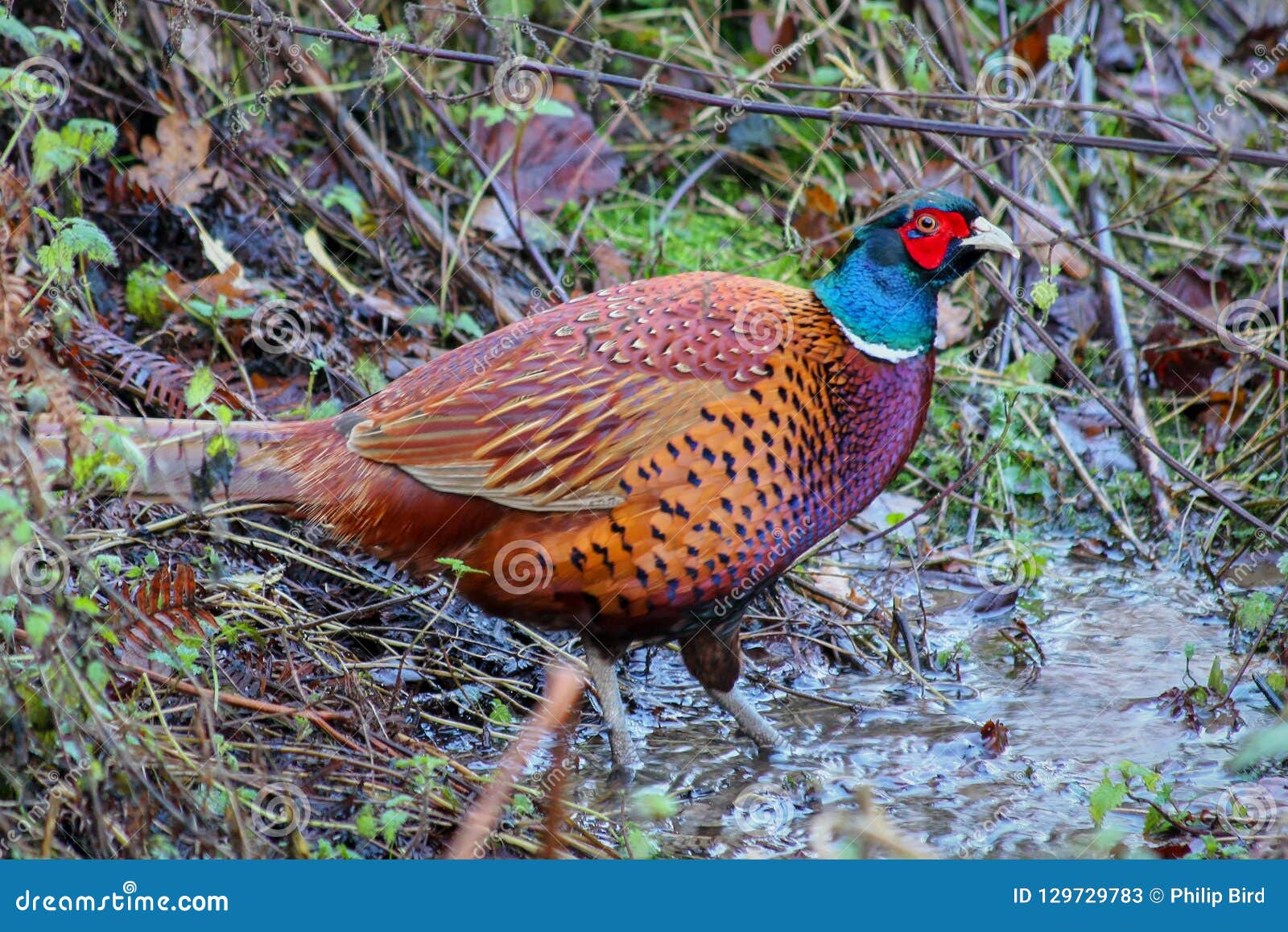 Pheasant Standing in a Pool of Muddy Water Stock Image - Image of green ...