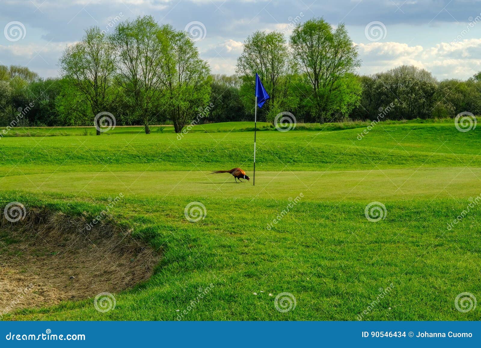 Pheasant Strolling Around the Green on the Golf Course Stock Photo ...