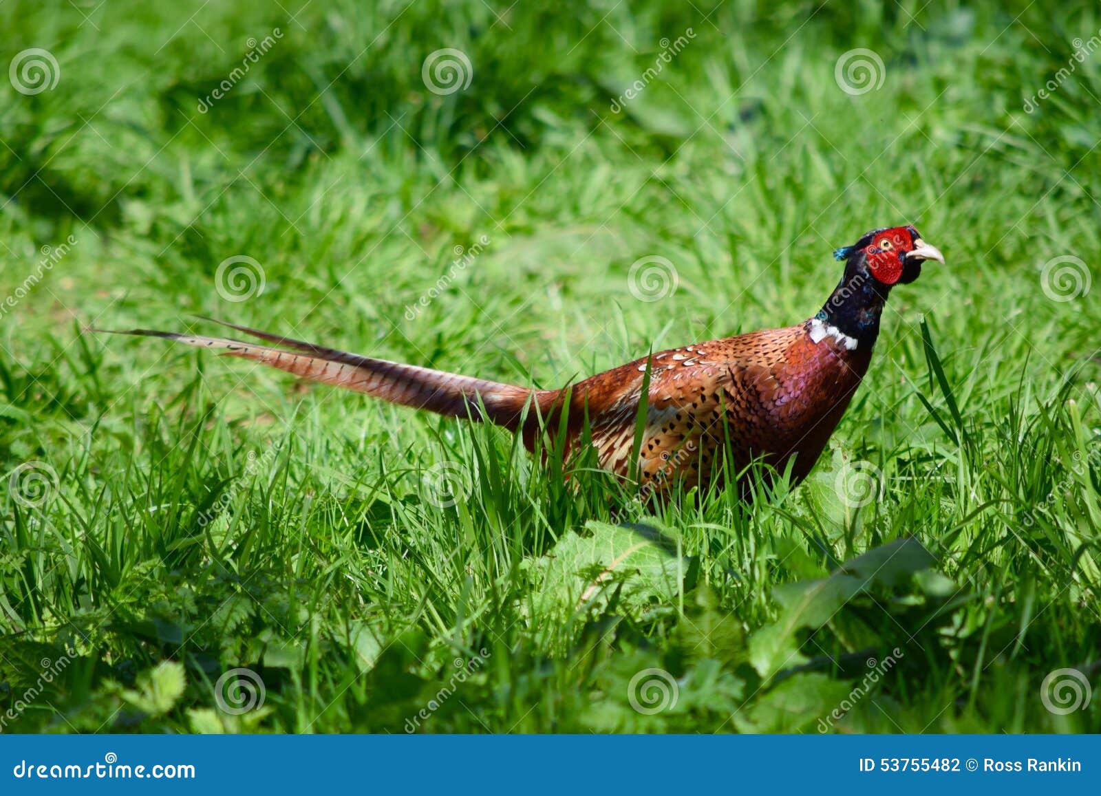 Pheasant Strolling through Grass Stock Photo - Image of green, black ...