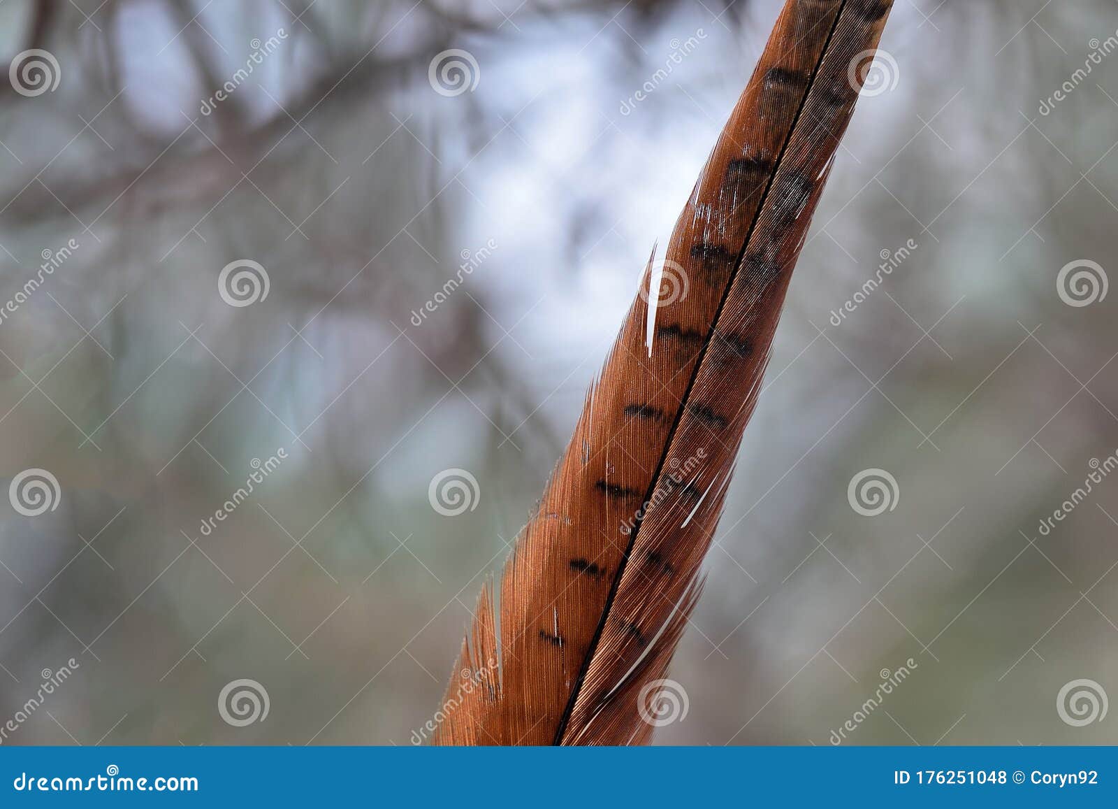 Pheasant Tail Feather, Close-up, Blurred Background. Pattern on Orange ...
