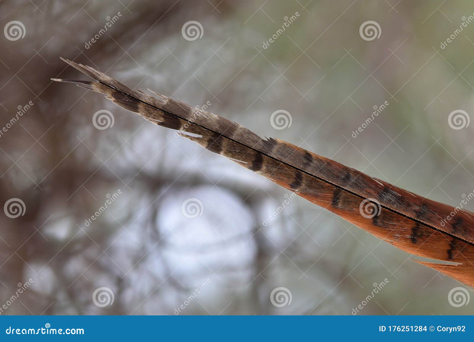 Pheasant Tail Feather, Close-up, Blurred Background. Pattern on Orange ...