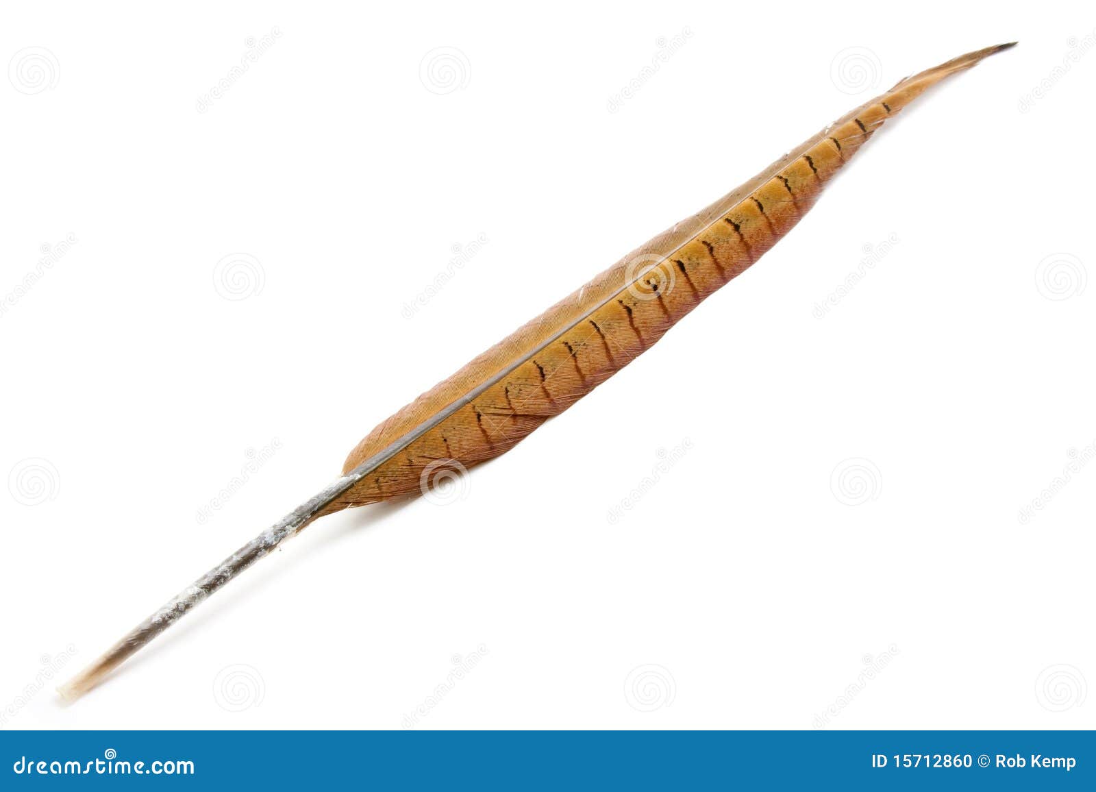 Pheasant Tail Feather Isolated Stock Photo - Image of background, avian ...