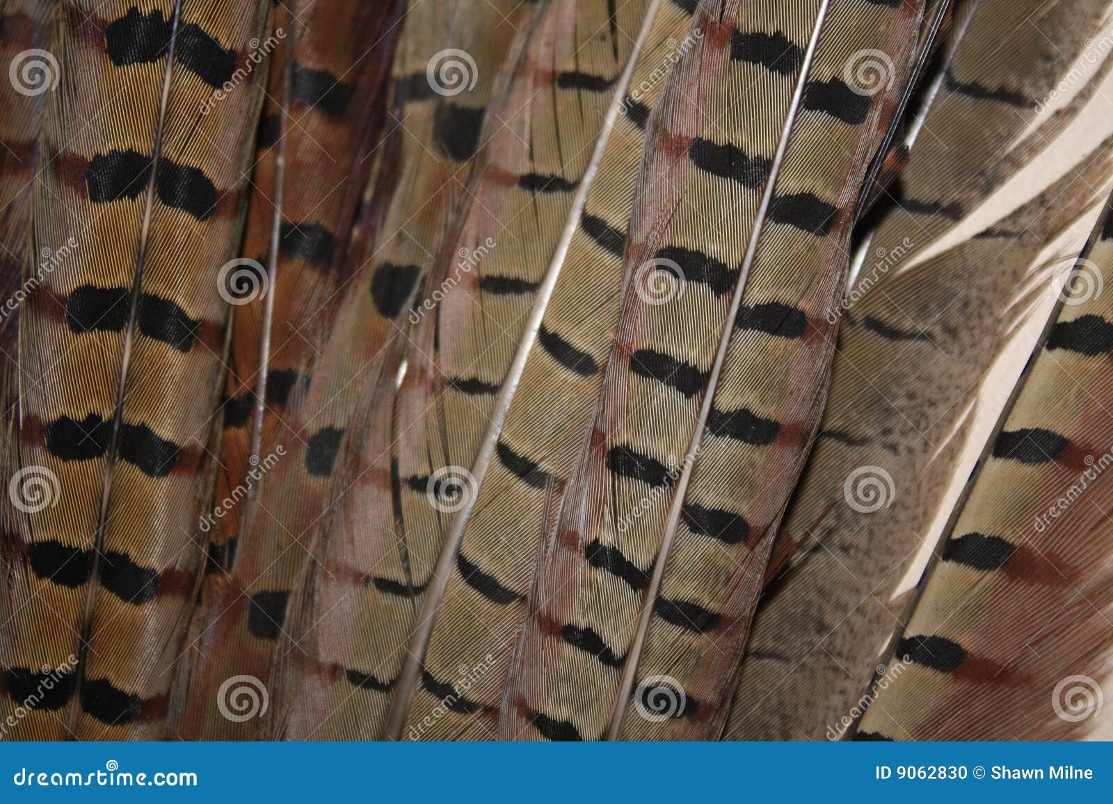 Pheasant tail feathers stock photo. Image of ring, bars - 9062830