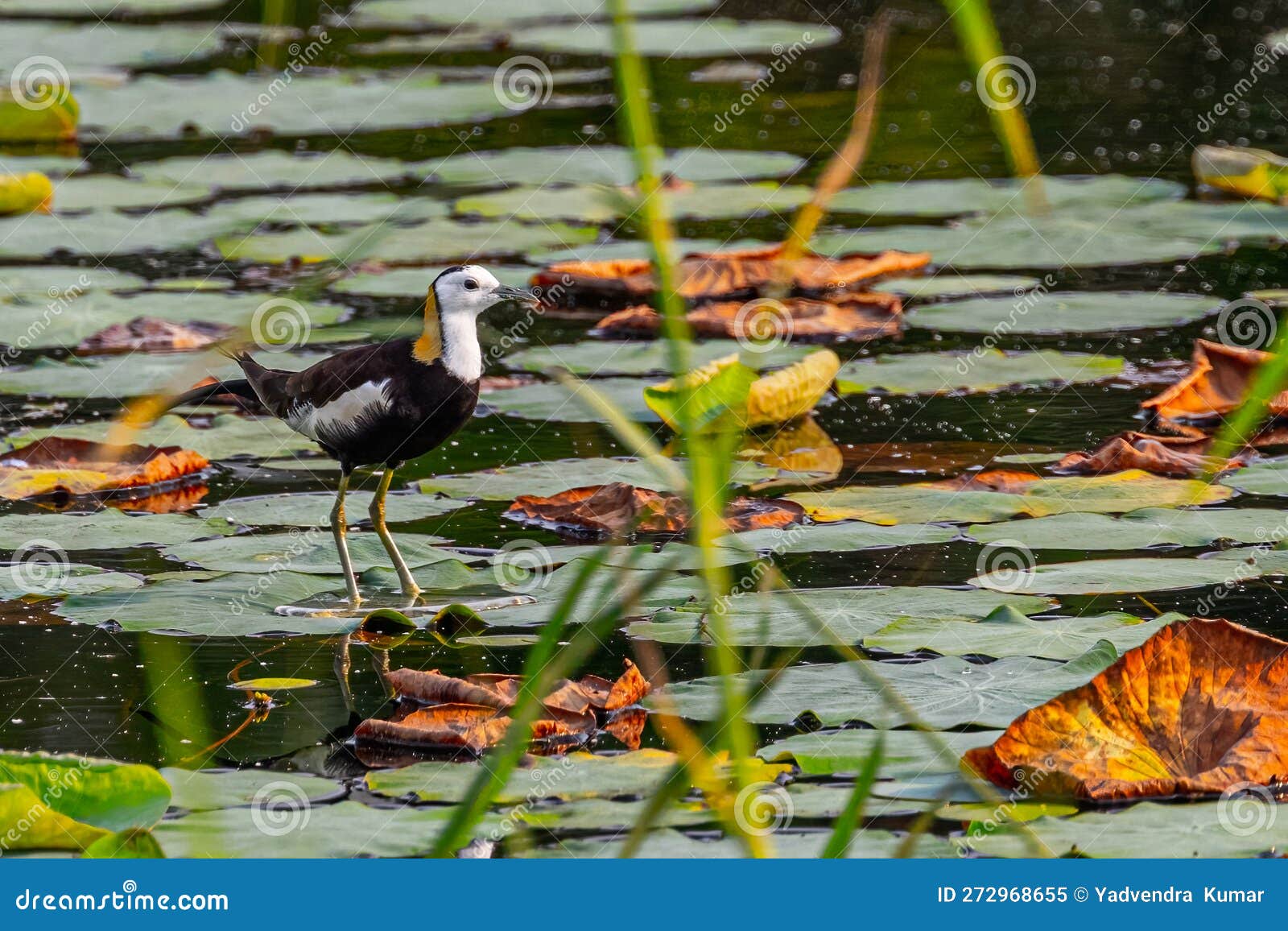 A Pheasant Tailed Jacana stock image. Image of waterfowl - 272968655