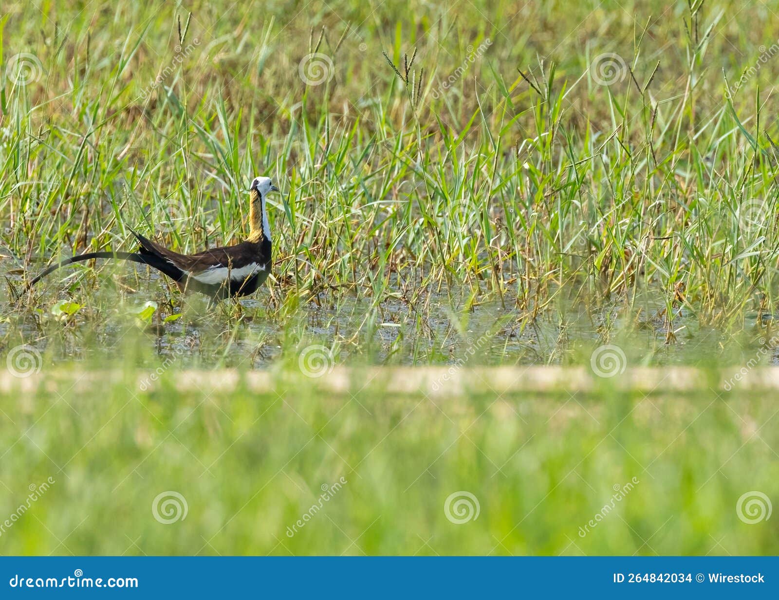 Pheasant Tailed Jacana Standing on Water Stock Photo - Image of ...
