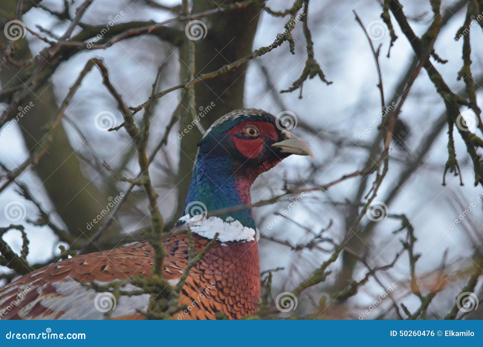 Pheasant stock photo. Image of brown, poultry, beautiful - 50260476