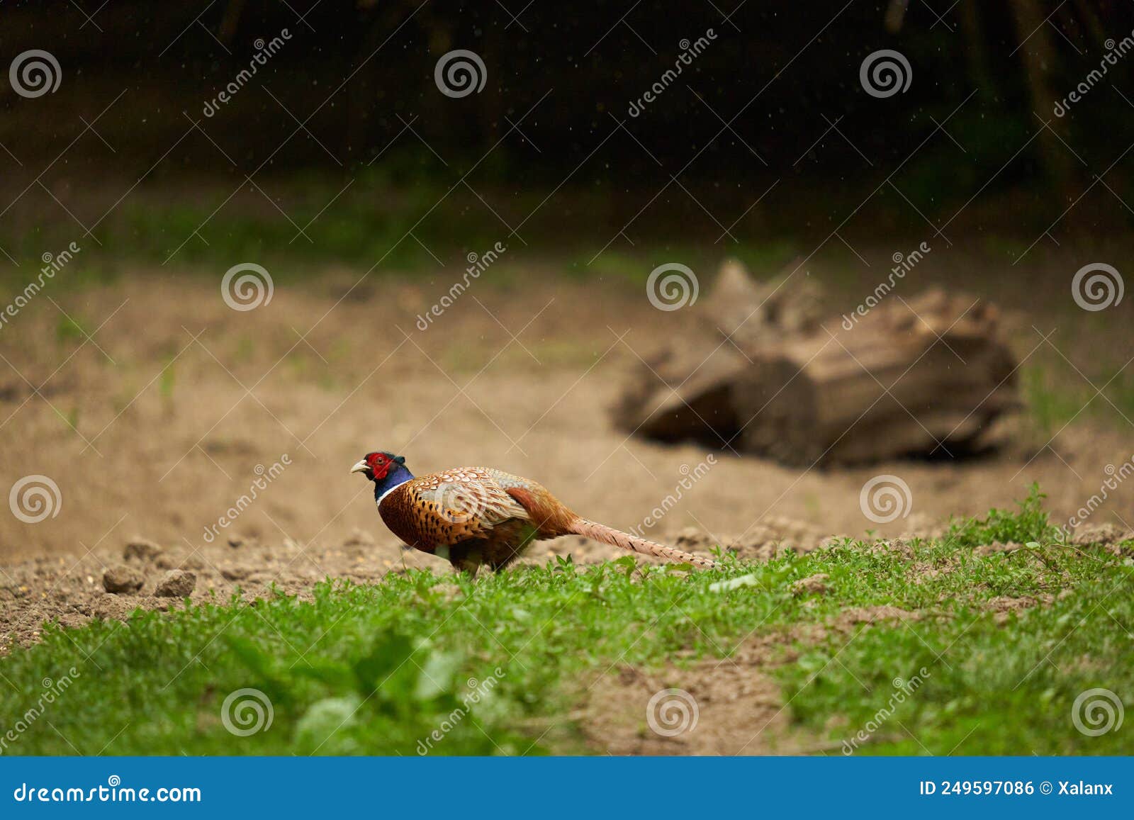 Pheasant Walking in the Rain Stock Photo - Image of trees, forest ...