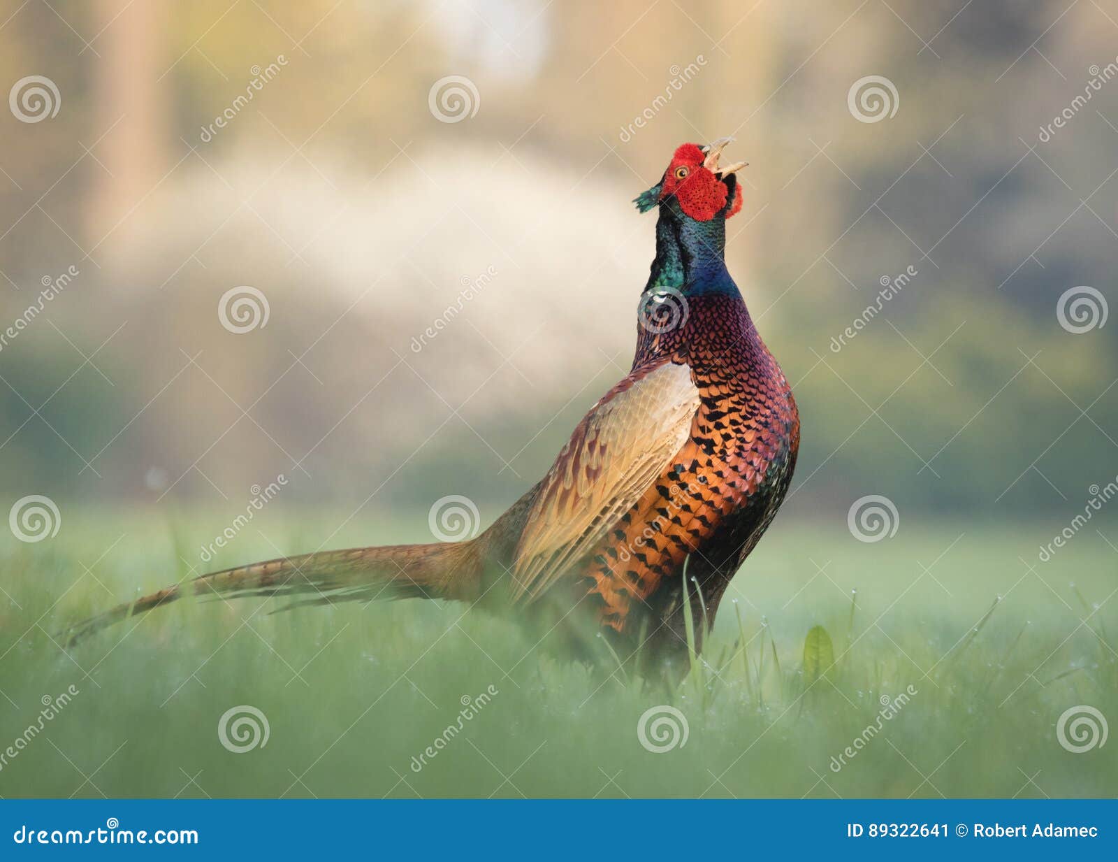 Pheasant stock image. Image of spring, wood, birds, pheasant - 89322641