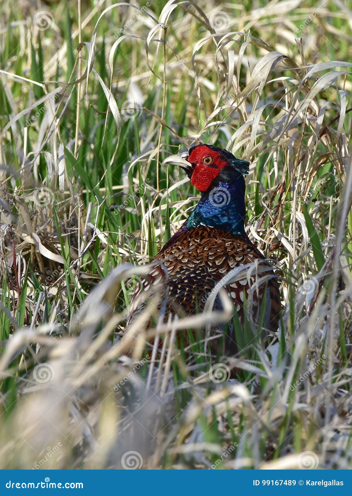Pheasant wildshot stock image. Image of ornithology, beautiful - 99167489