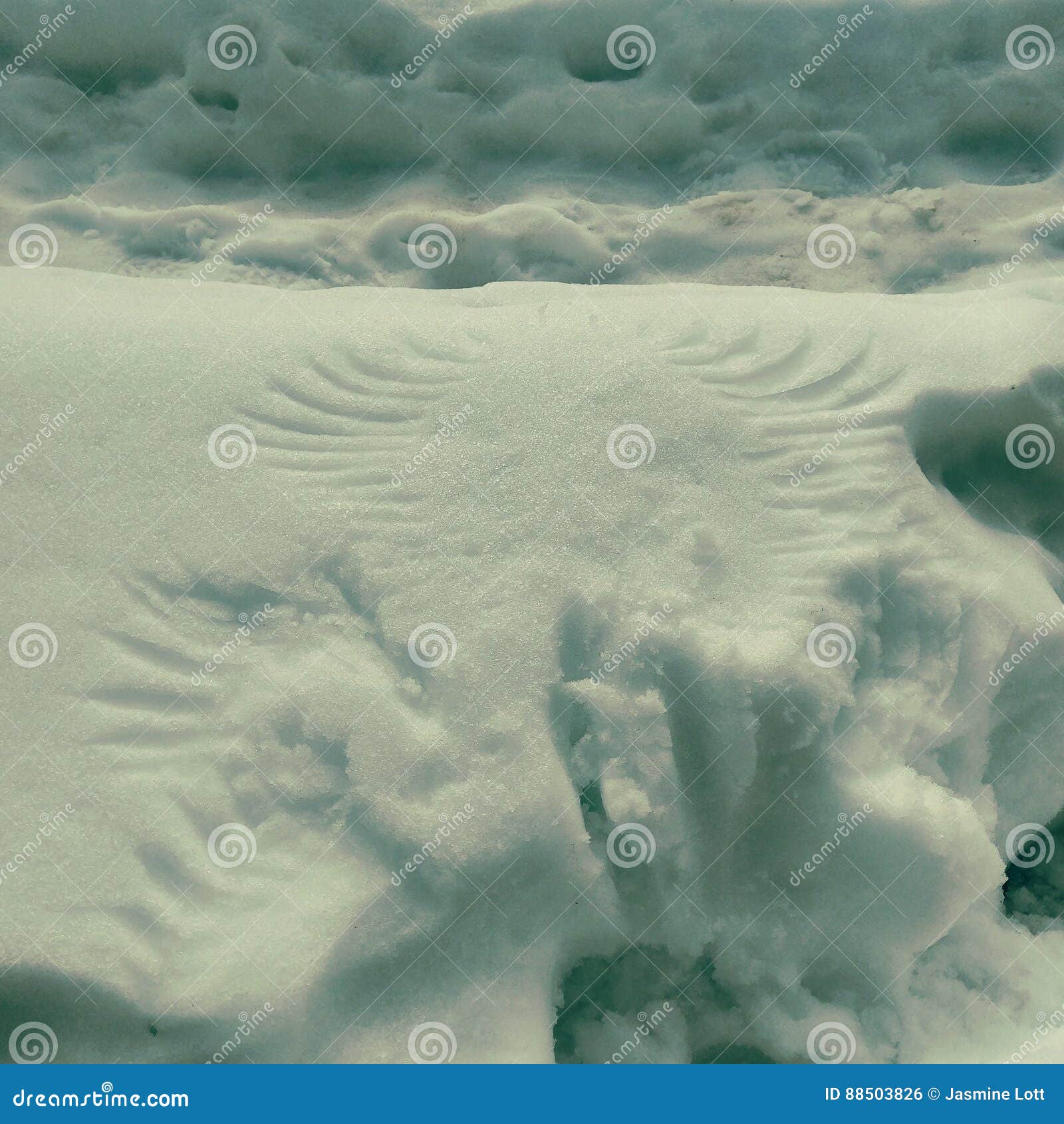 Pheasant Wing Tracks in Snow Stock Photo - Image of tracks, bird: 88503826