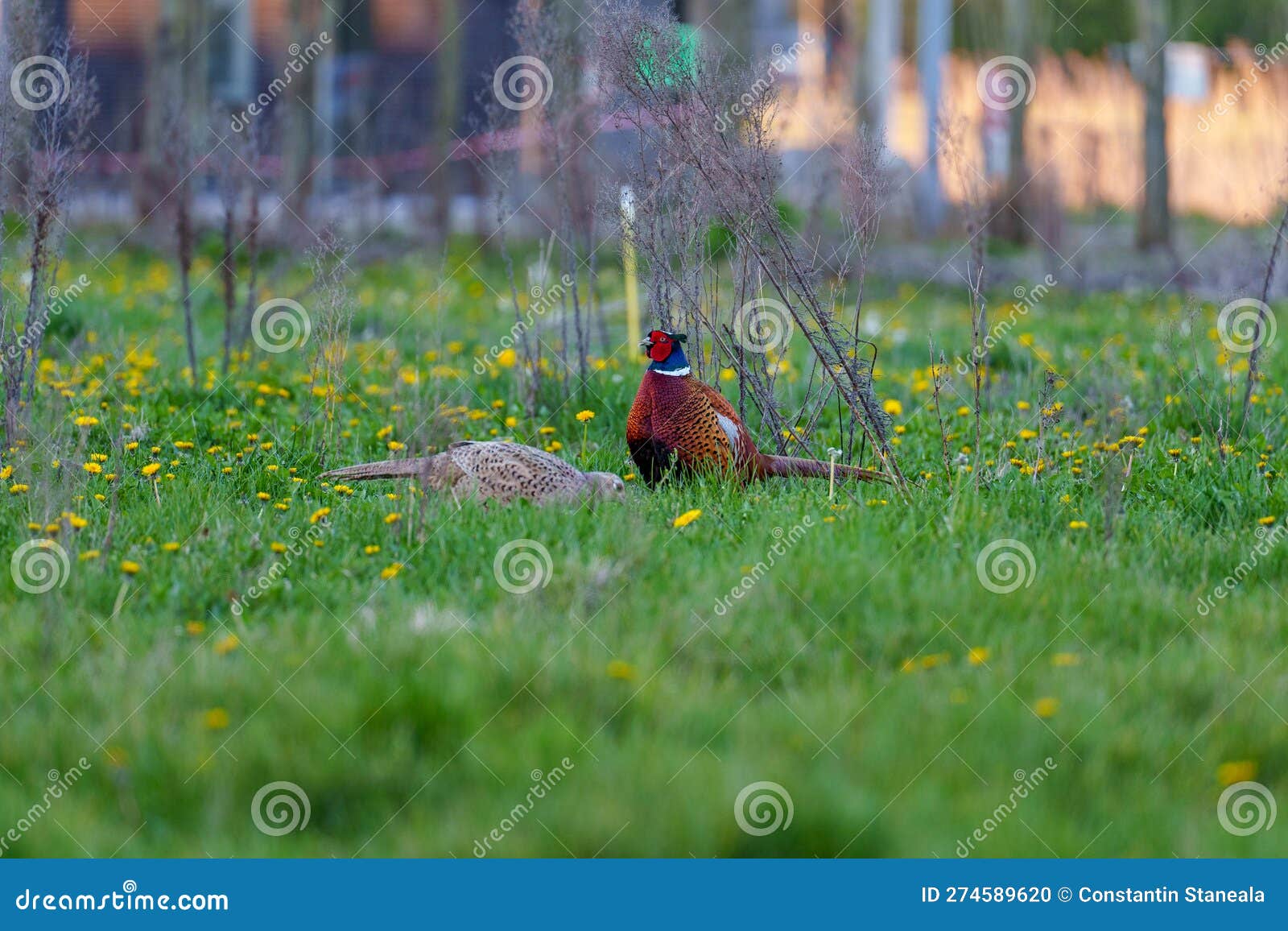 Pheasants in the field stock photo. Image of tree, grass - 274589620